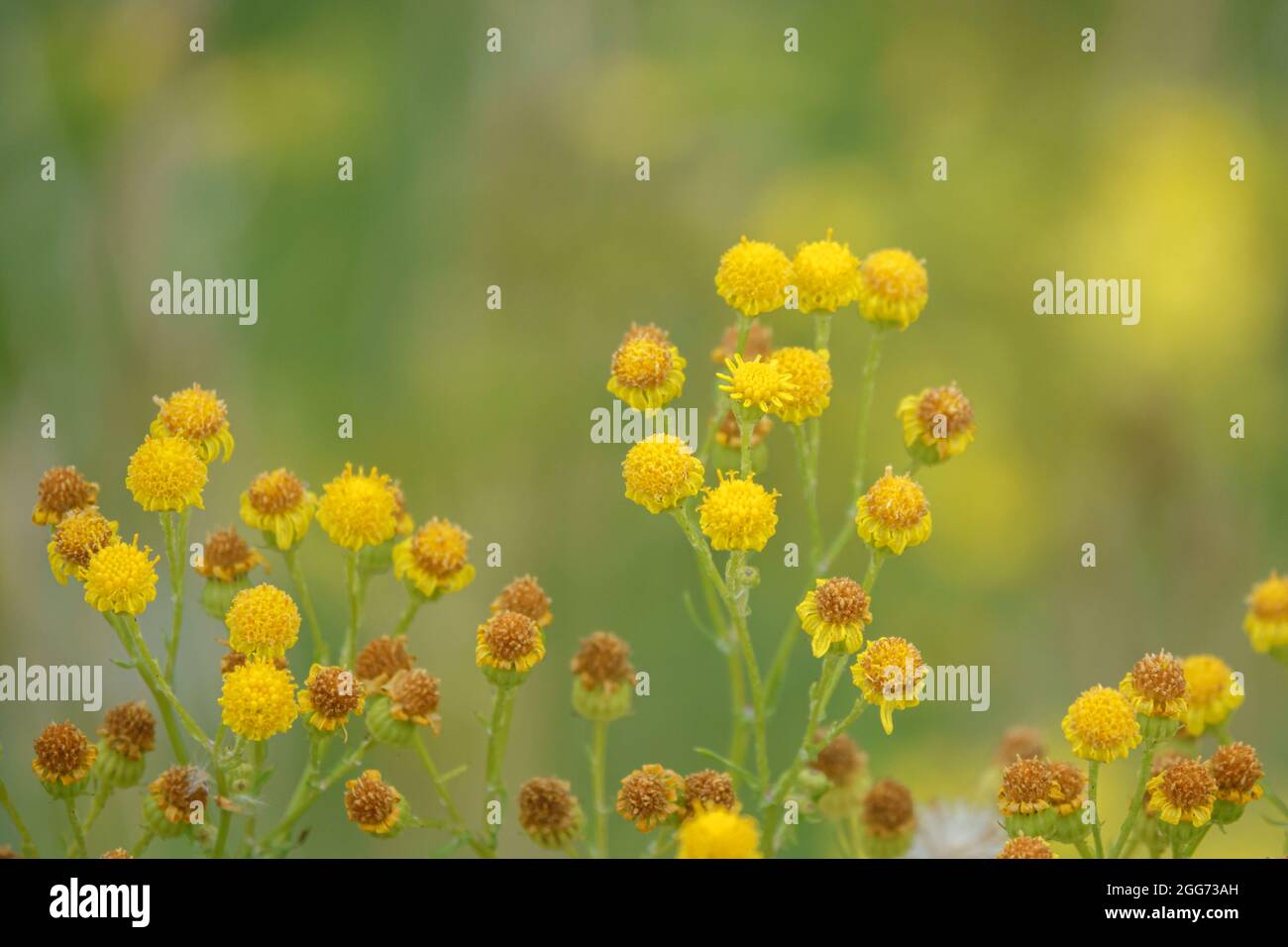Hoary Ragwort (Jacobaea erucifolia) growing wild on Salisbury Plain ...