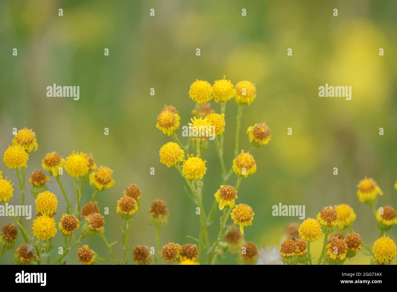 Hoary Ragwort (Jacobaea erucifolia) growing wild on Salisbury Plain ...