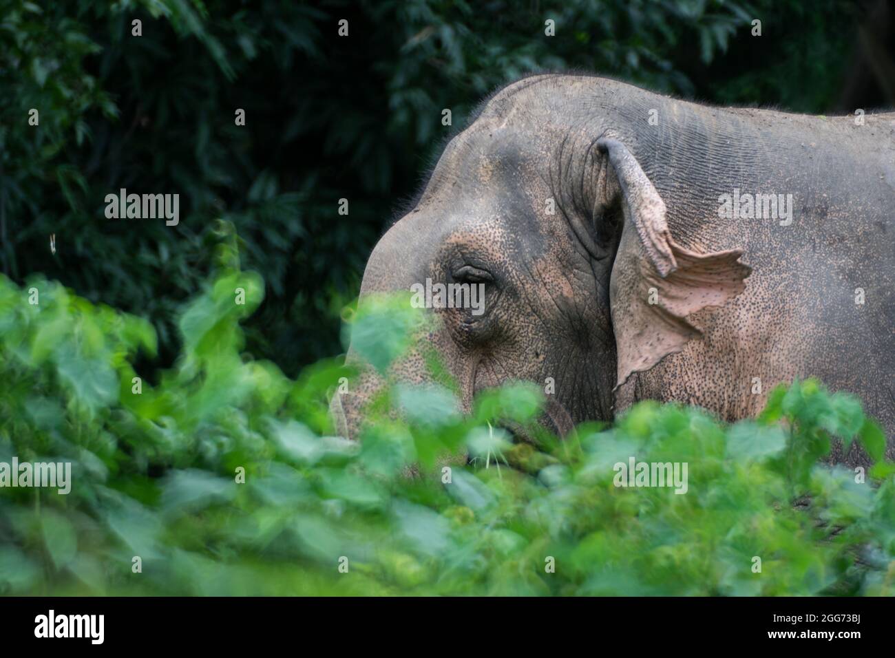 A side view of a large cute elephant resting in the greenery Stock ...