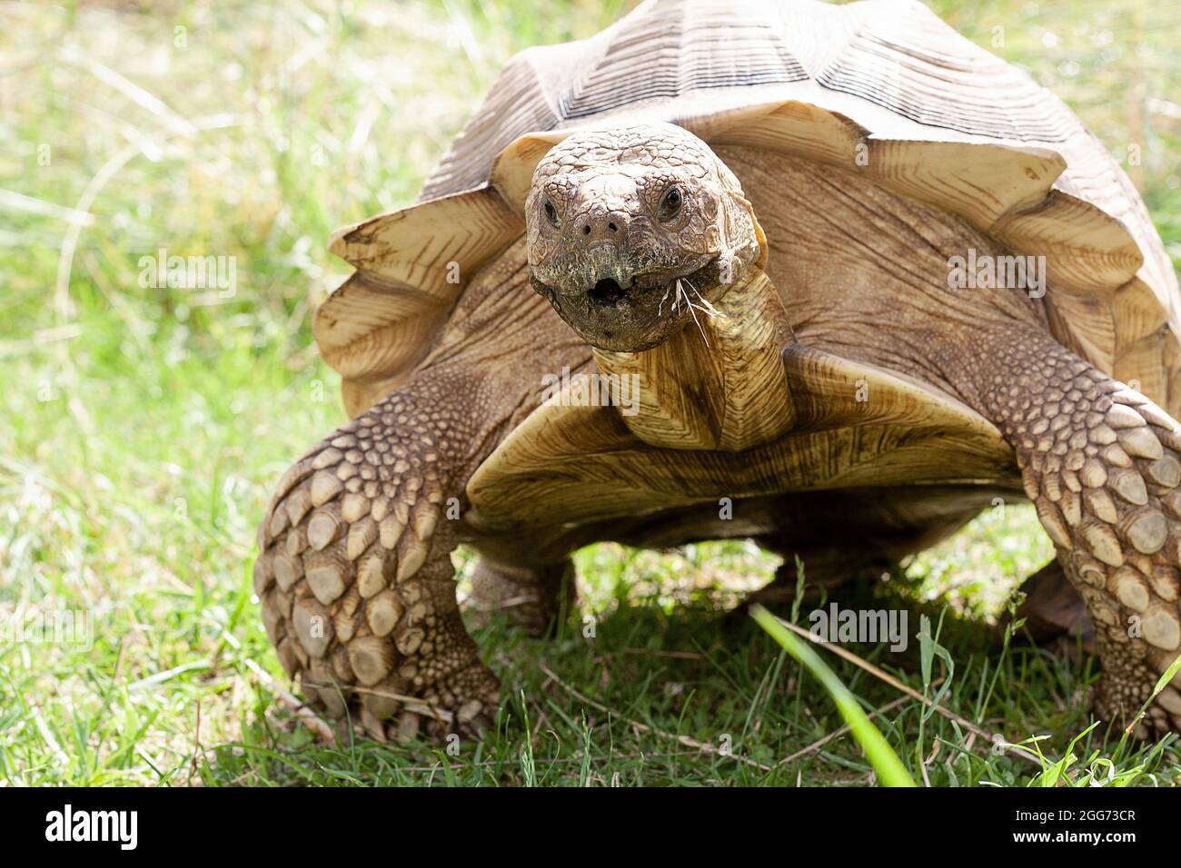 African spur turtle Stock Photo - Alamy