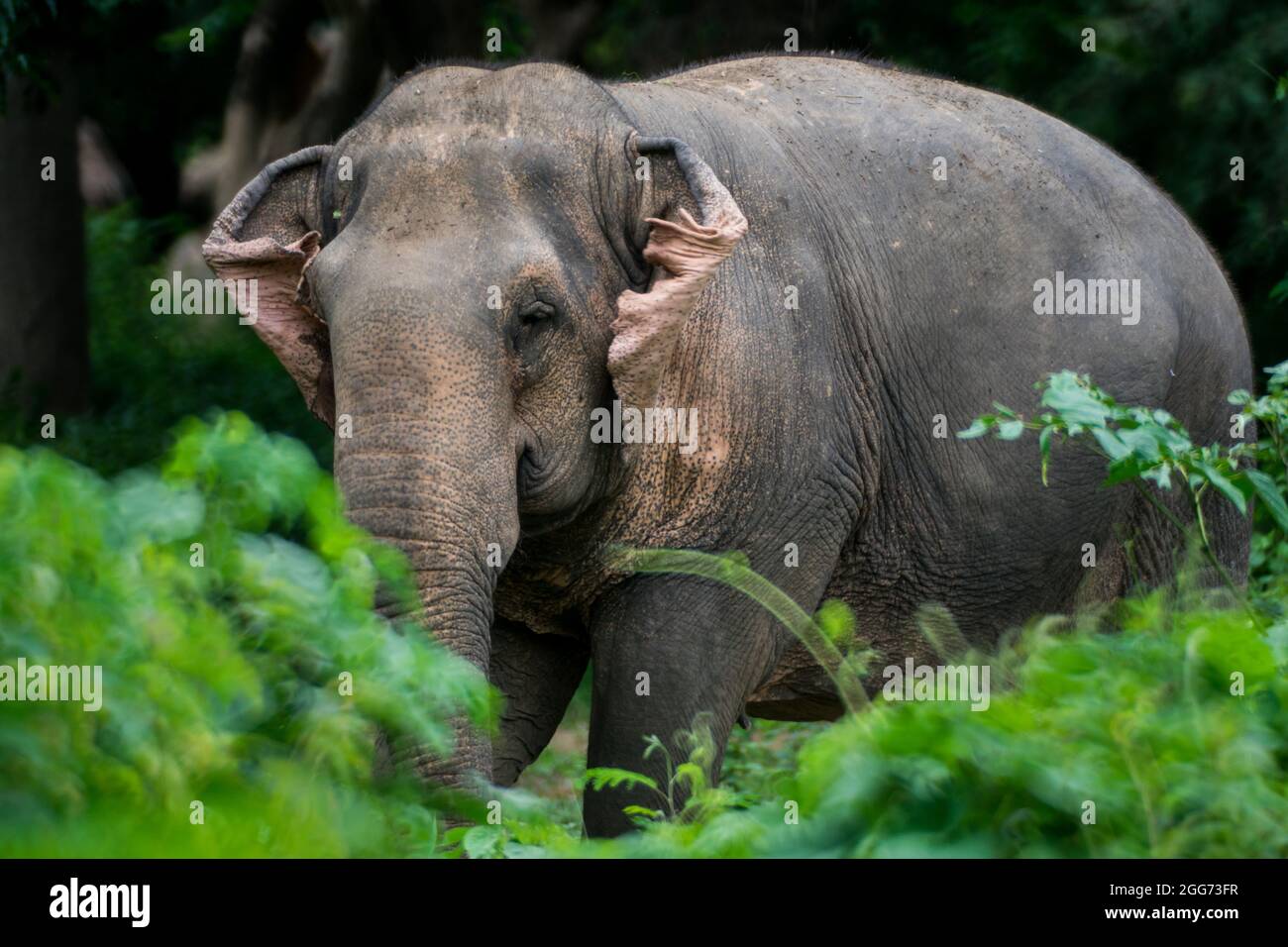 Hairless wild animal hi-res stock photography and images - Alamy