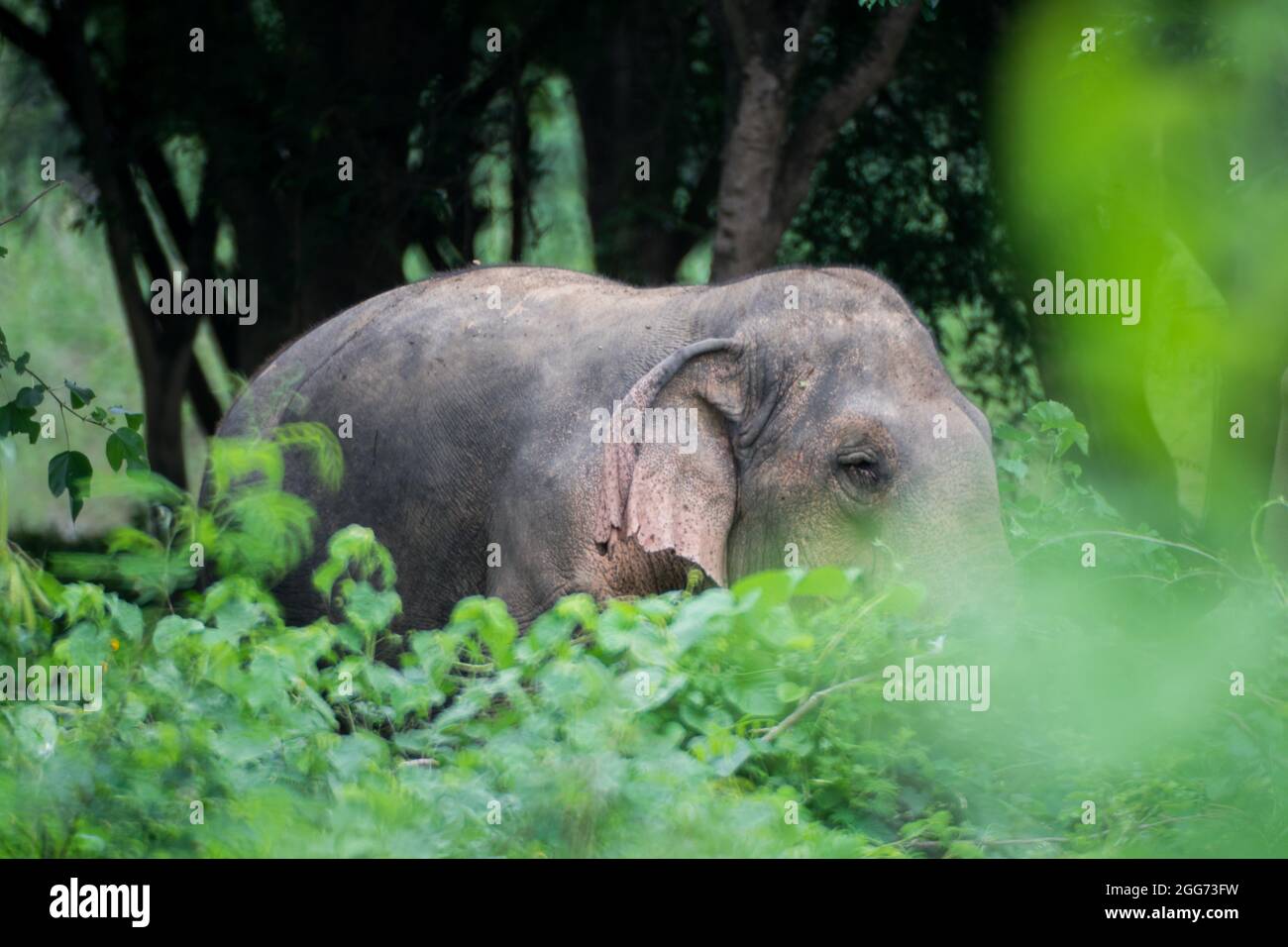 Hairless wild animal hi-res stock photography and images - Alamy