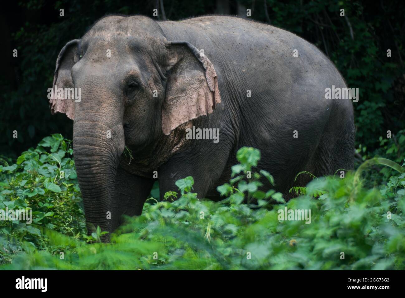 A close-up shot of a large cute elephant resting in the jungle Stock ...