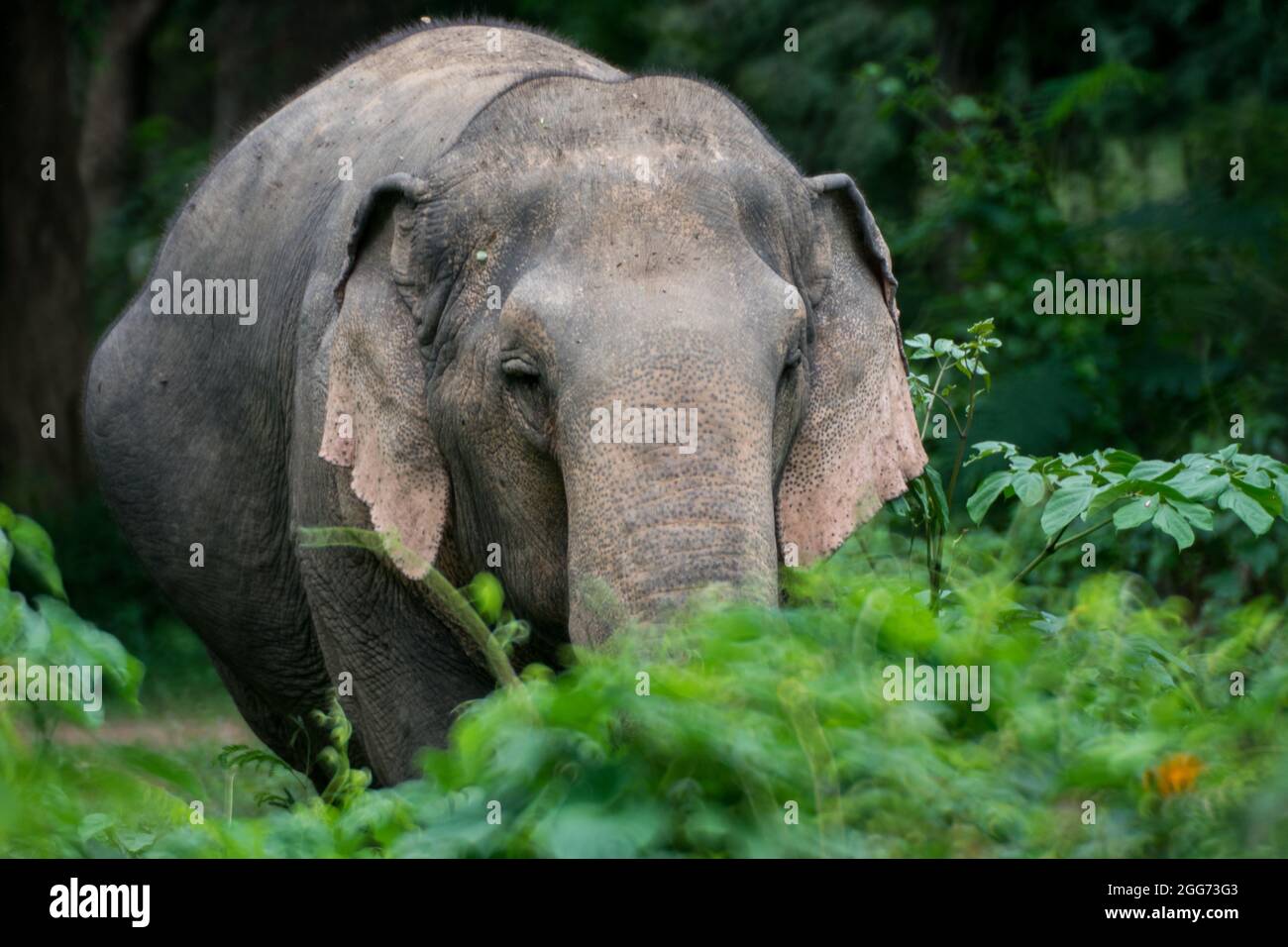 A close-up shot of a large cute elephant resting in the jungle Stock ...