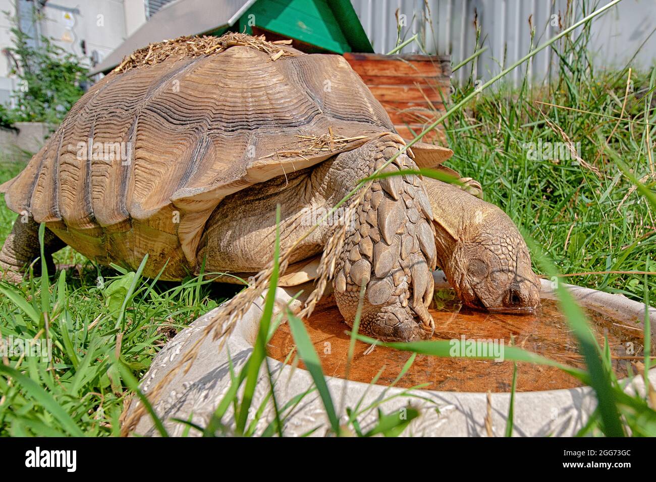 African spur turtle Stock Photo - Alamy