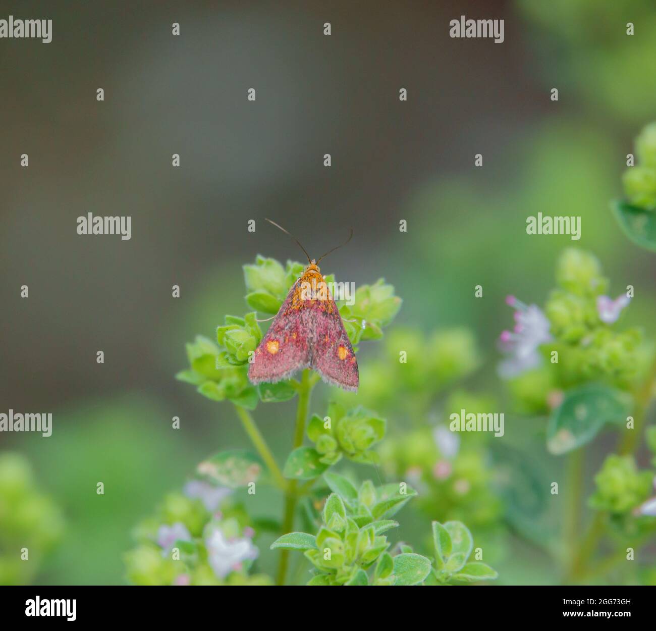 Pyrausta moth hi-res stock photography and images - Alamy