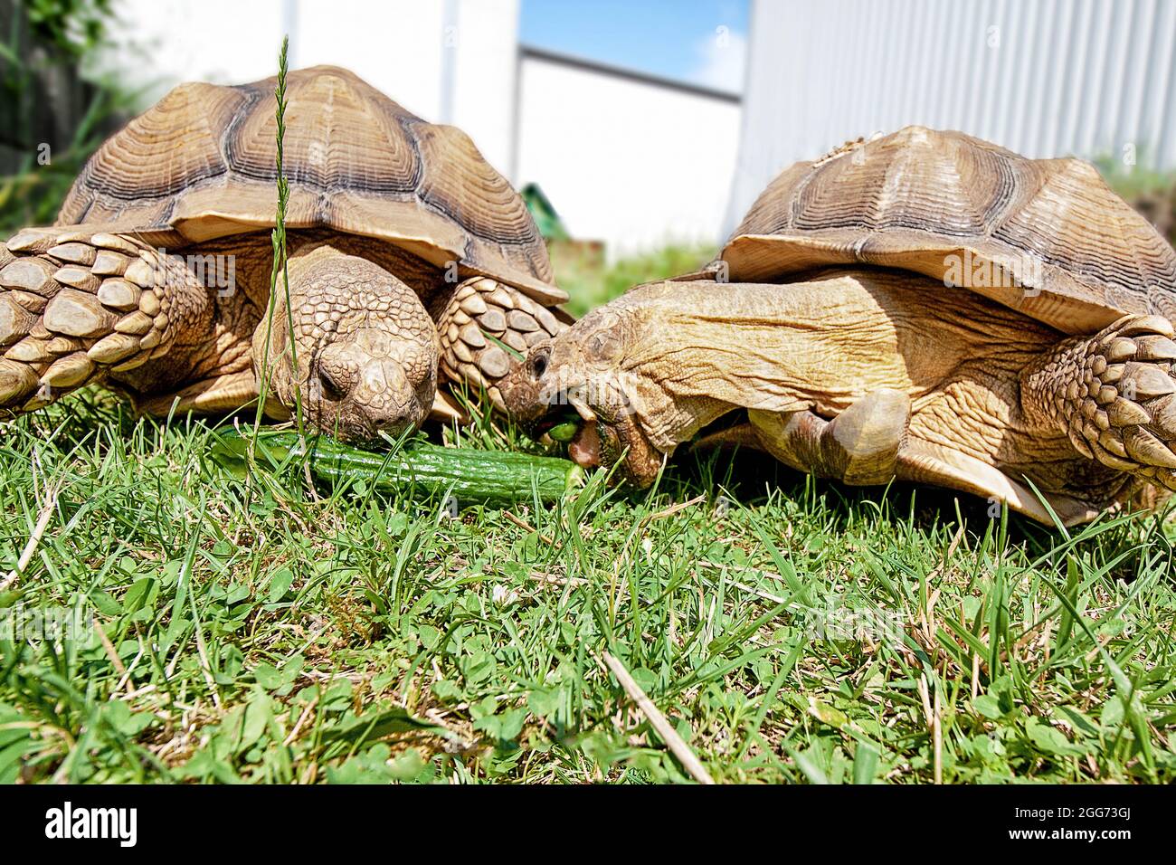African spur turtle Stock Photo - Alamy