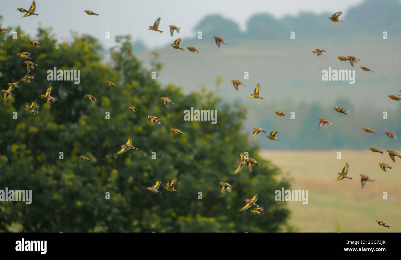 a large flock of Goldfinches (Carduelis carduelis) with common linnet ...