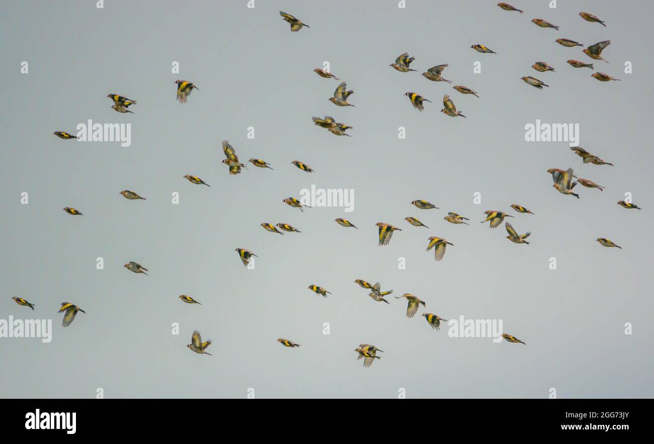 a large flock of Goldfinches (Carduelis carduelis) with common linnet ...
