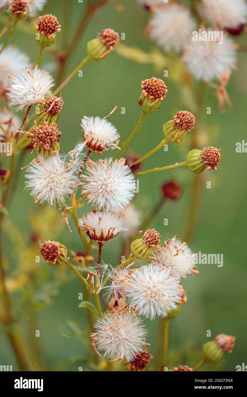 Hoary Ragwort (Jacobaea erucifolia) growing wild on Salisbury Plain ...