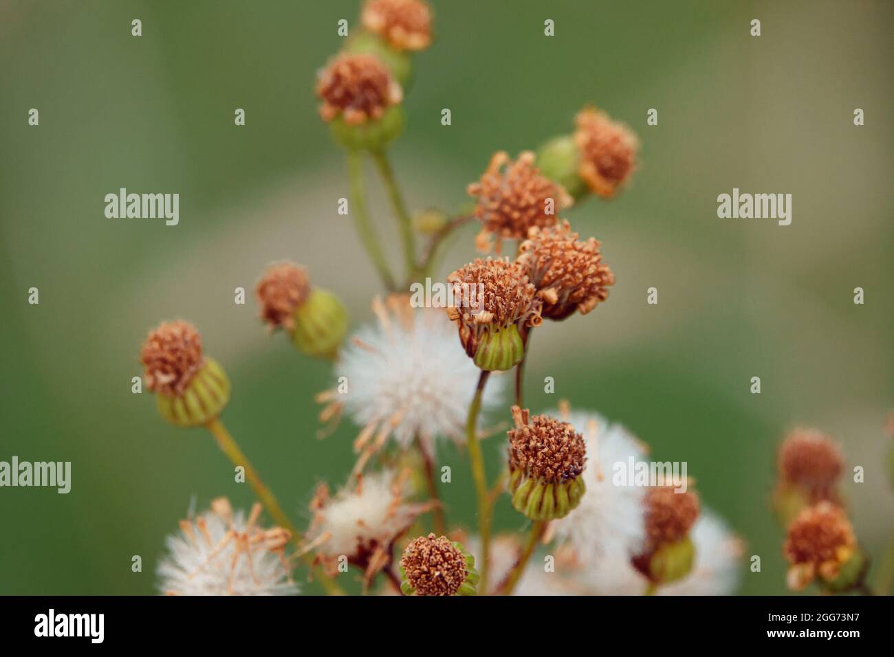 Hoary Ragwort (Jacobaea erucifolia) growing wild on Salisbury Plain ...