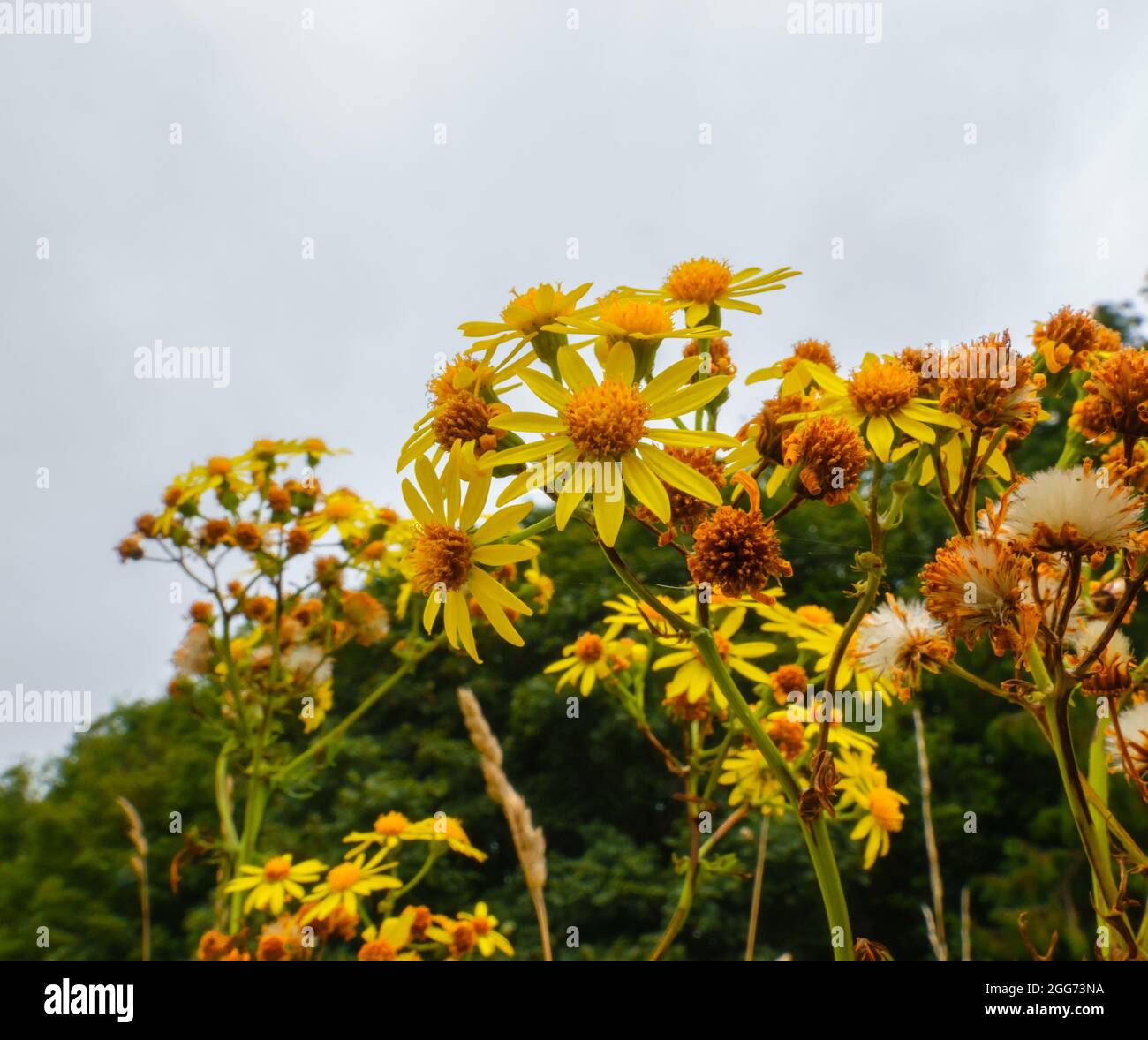 Hoary Ragwort (Jacobaea erucifolia) growing wild on Salisbury Plain ...