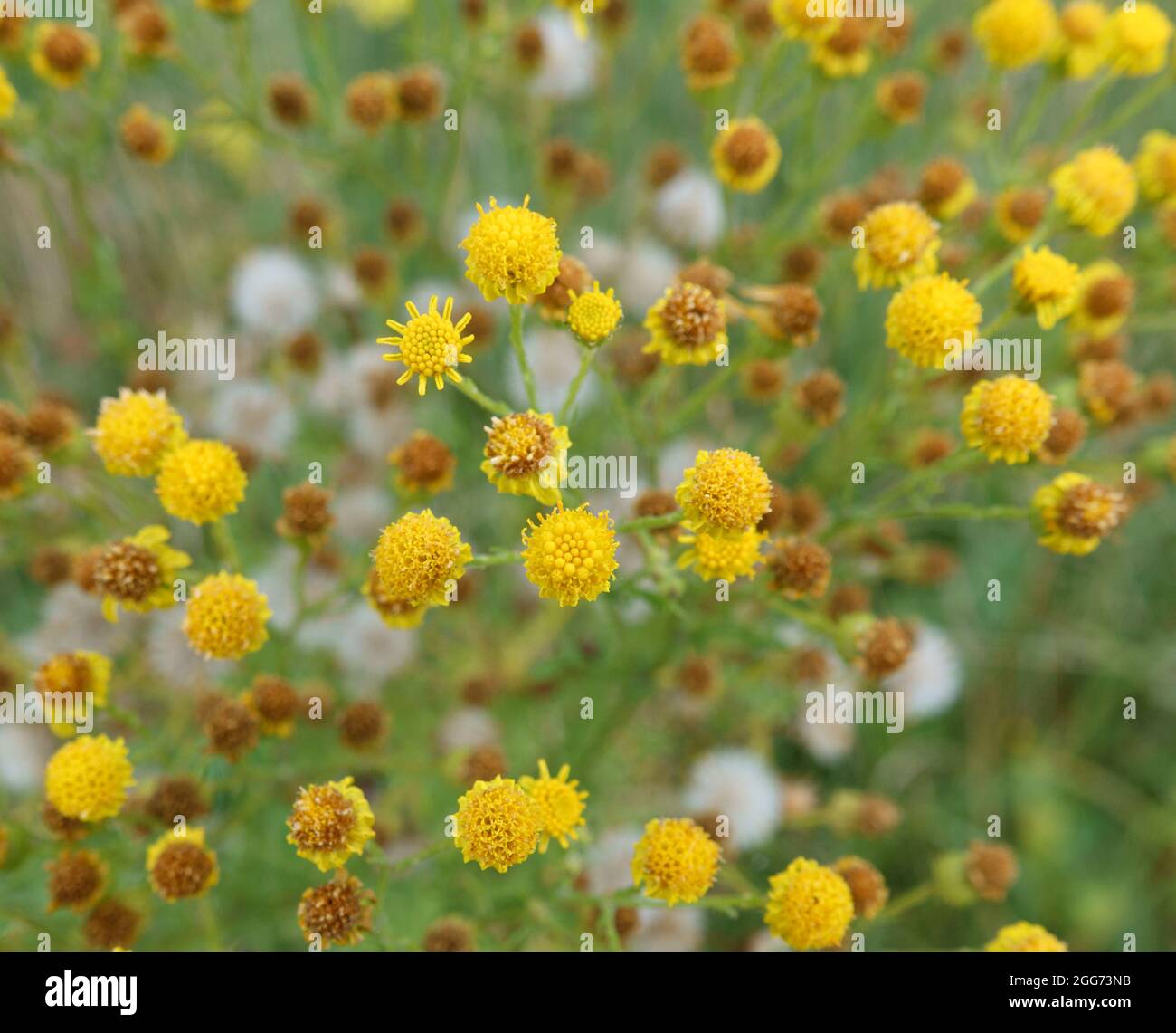 Hoary Ragwort (Jacobaea erucifolia) growing wild on Salisbury Plain ...
