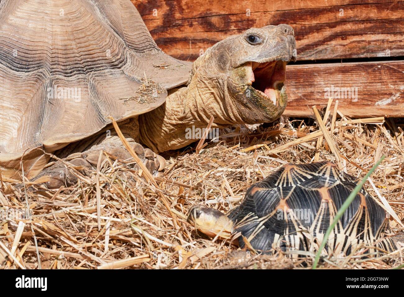 African spurred tortoise african spur hi-res stock photography and ...