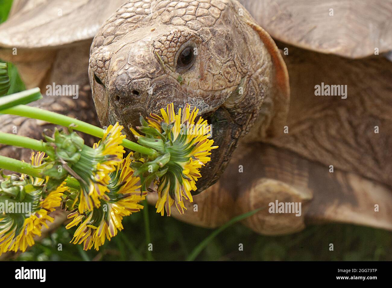 African spur turtle Stock Photo - Alamy
