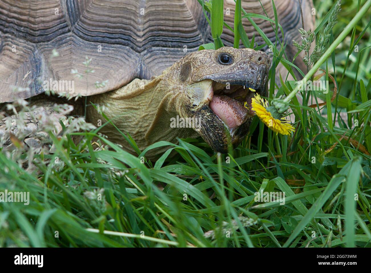 African spur turtle Stock Photo - Alamy