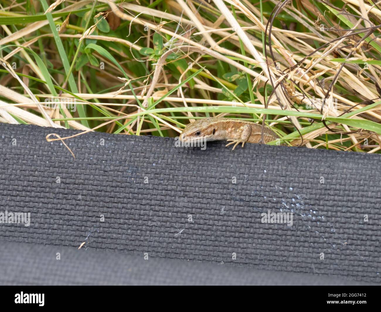 British lizards hi-res stock photography and images - Alamy
