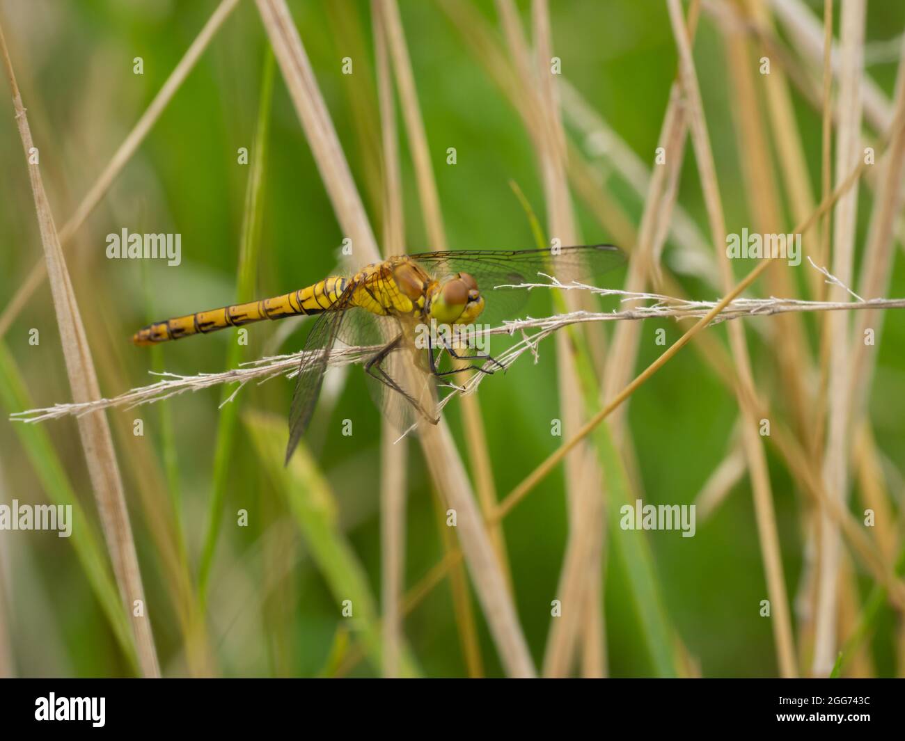 A female Common Darter Dragonfly (Sympetrum striolatum) at rest Stock ...