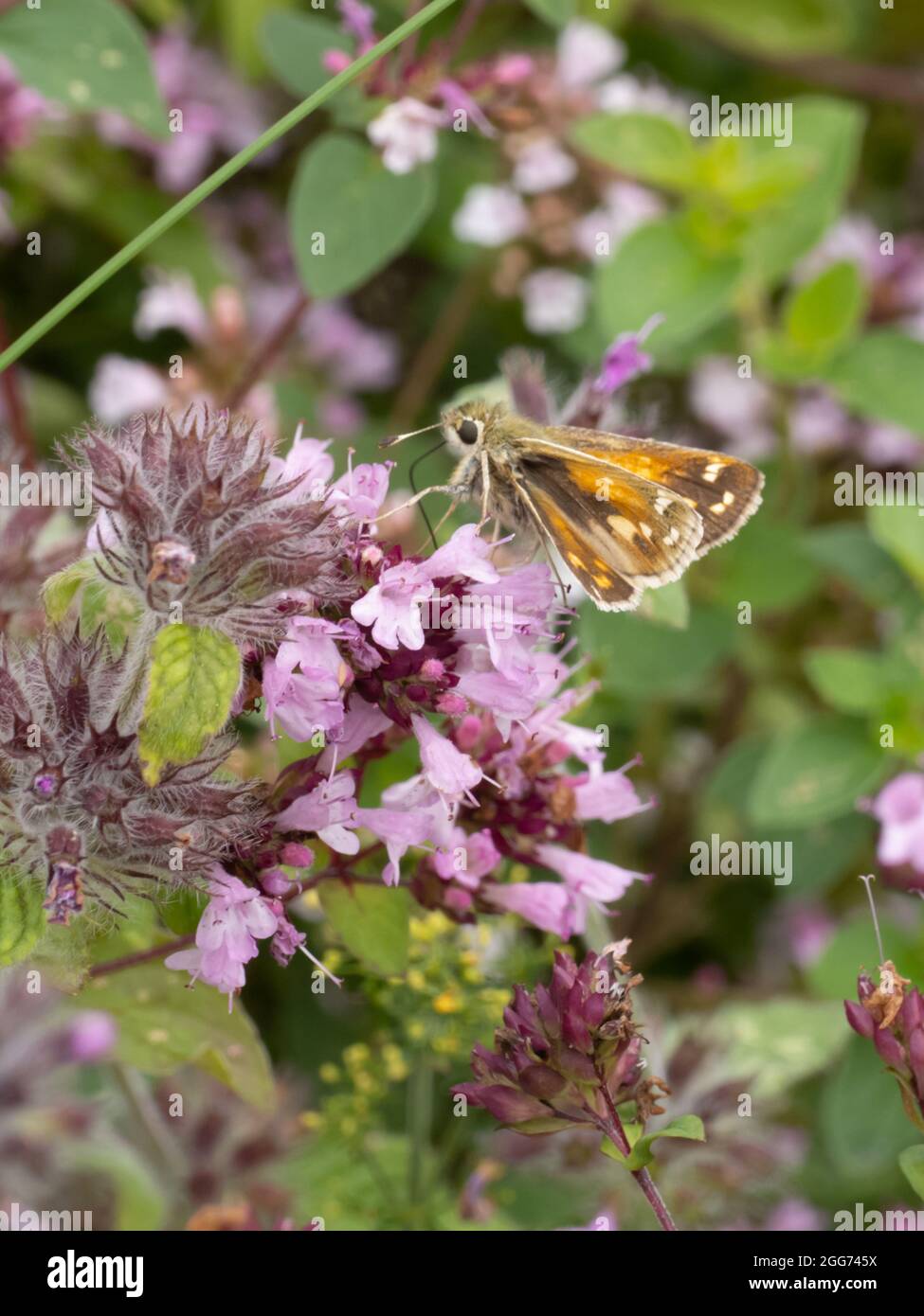 Native british butterflies hi-res stock photography and images - Alamy