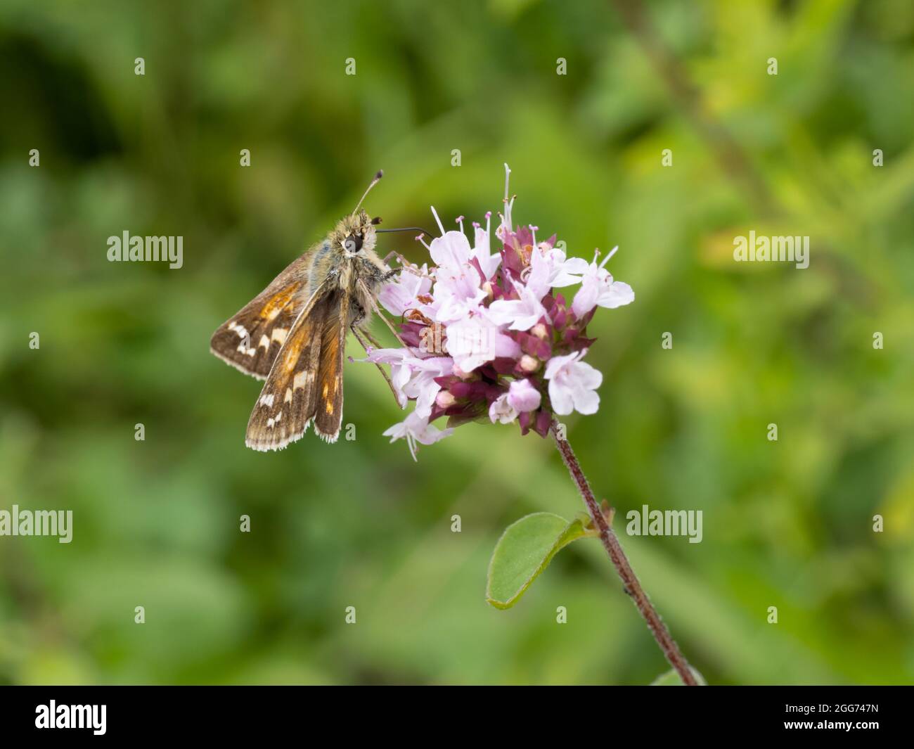 Skipper butterflies hi-res stock photography and images - Alamy