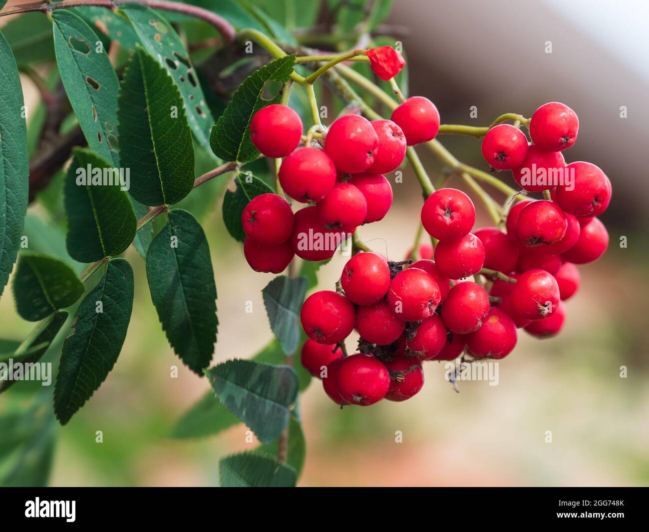 bunch of red fruit berries growing on a tree Stock Photo - Alamy