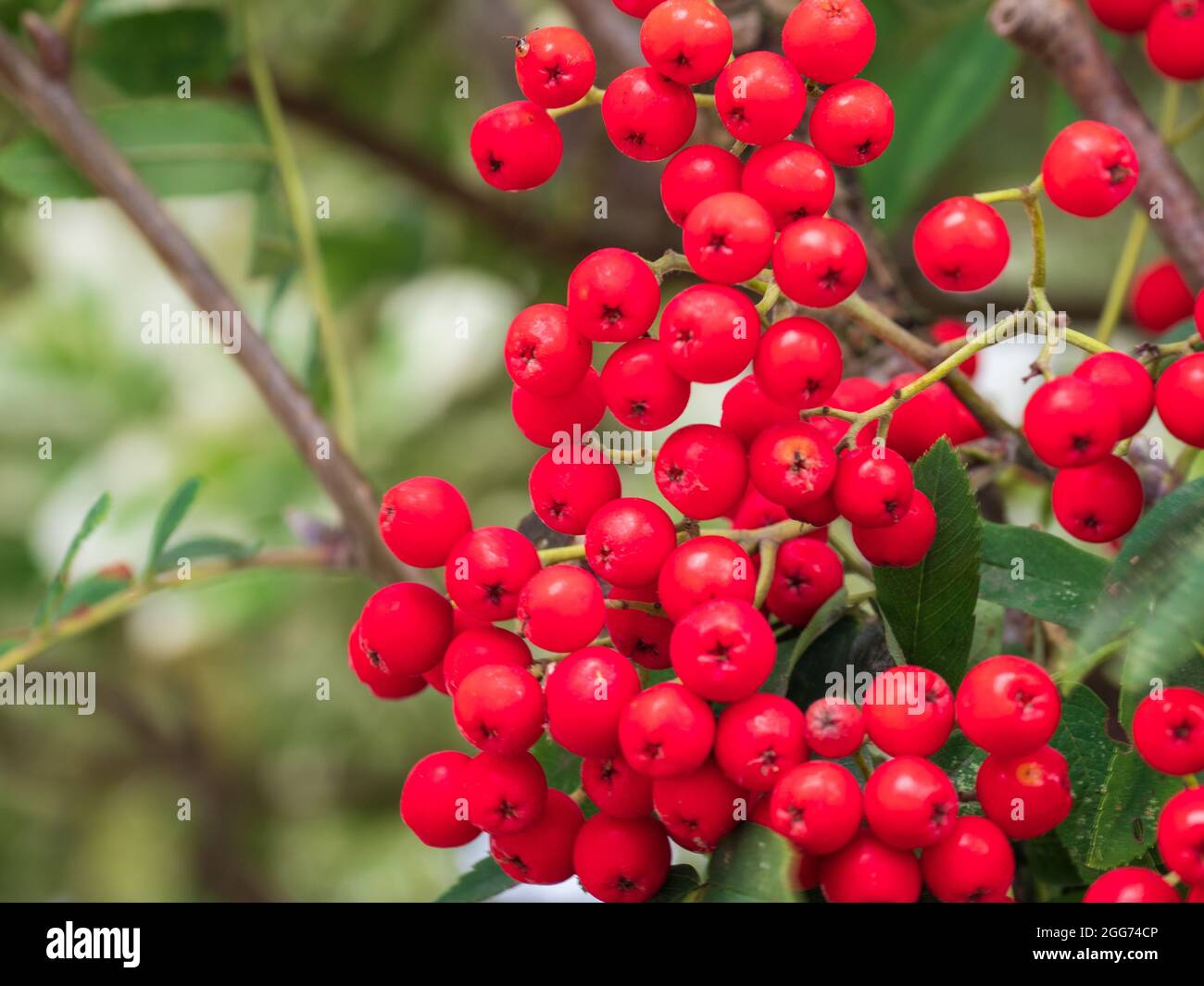 Berries growing tree branch berry fruit hi-res stock photography and ...