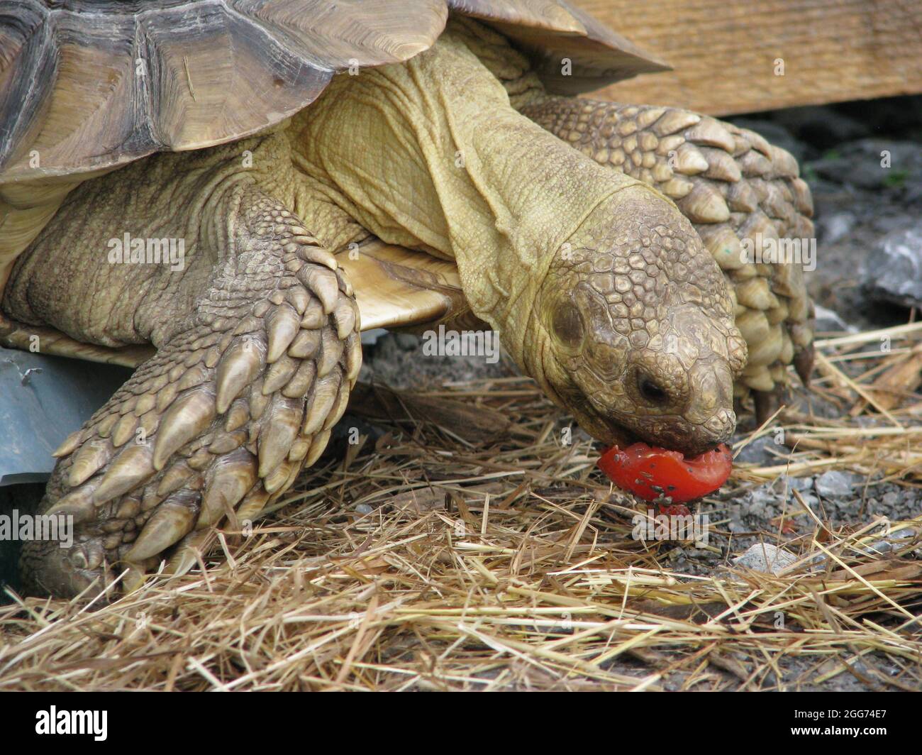 African spur turtle Stock Photo - Alamy
