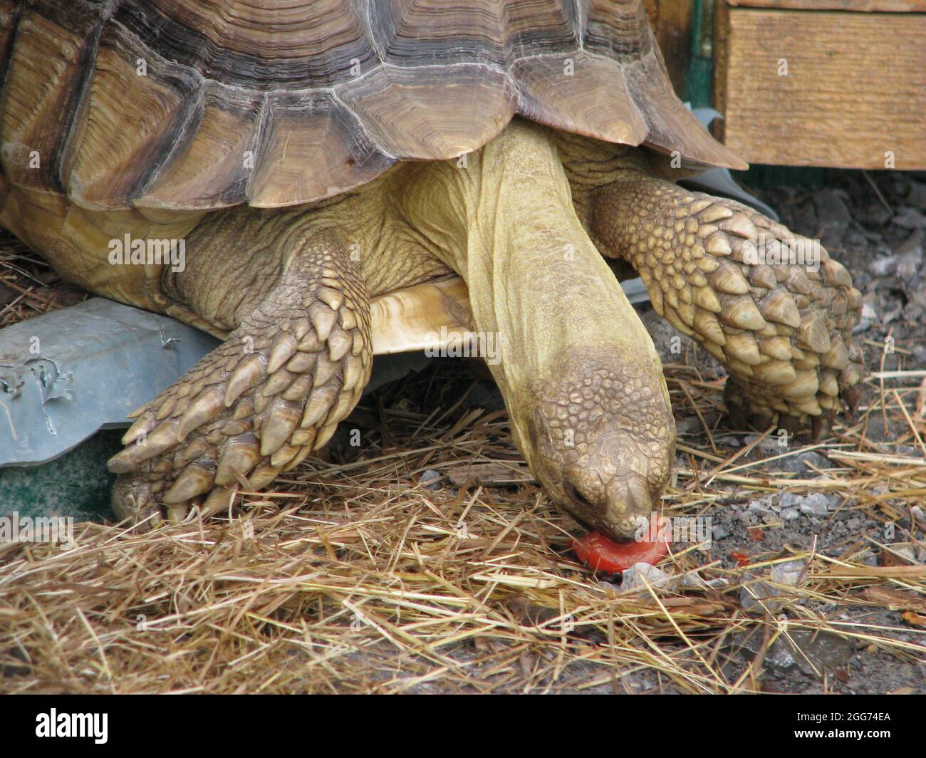 African spur turtle Stock Photo - Alamy