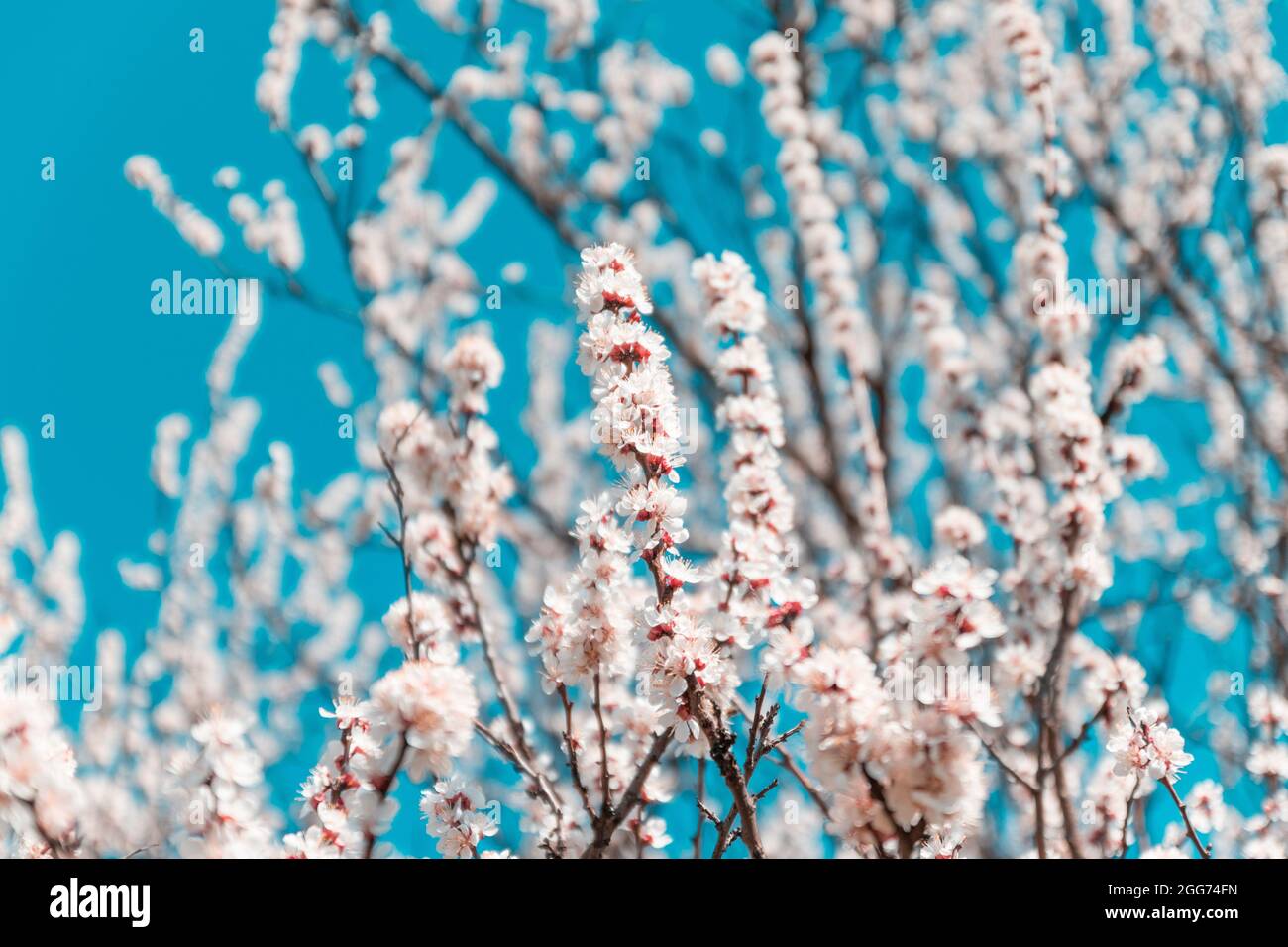 Close up of apricot blossom flower on bokeh blue background. Spring concept Stock Photo - Alamy