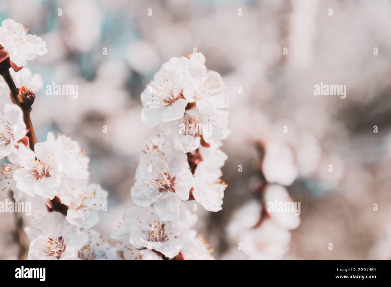 Spring concept apricot flower with blurred background Stock Photo - Alamy