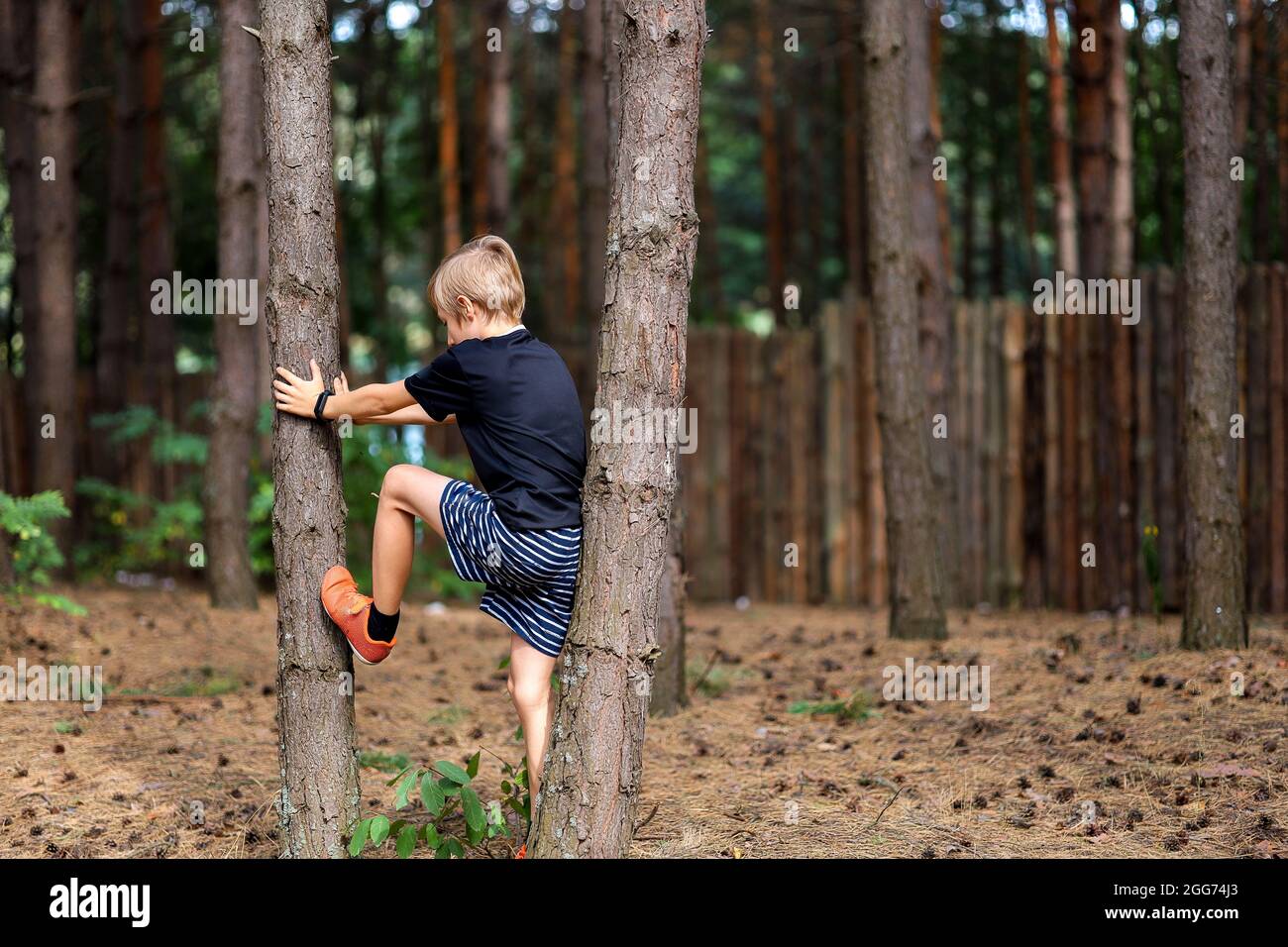 the boy is in a pine forest and he is trying to climb a pine tree Stock ...
