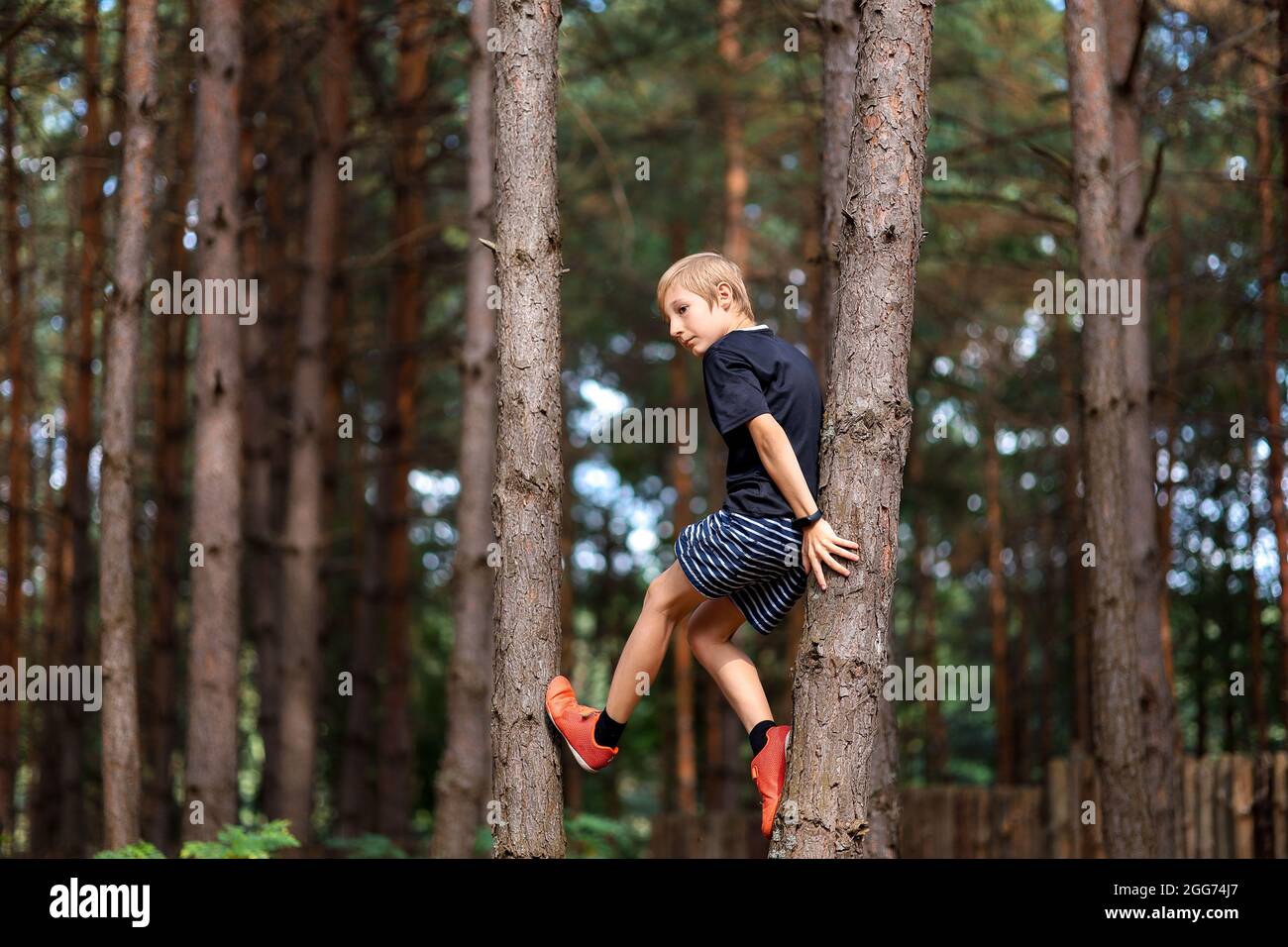 a boy in the forest climbed into the trees between two pine trees Stock ...