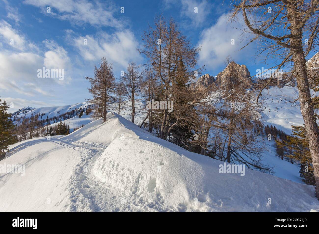 Snowy path with larch trees, with beautiful backdrop of dolomite peaks ...
