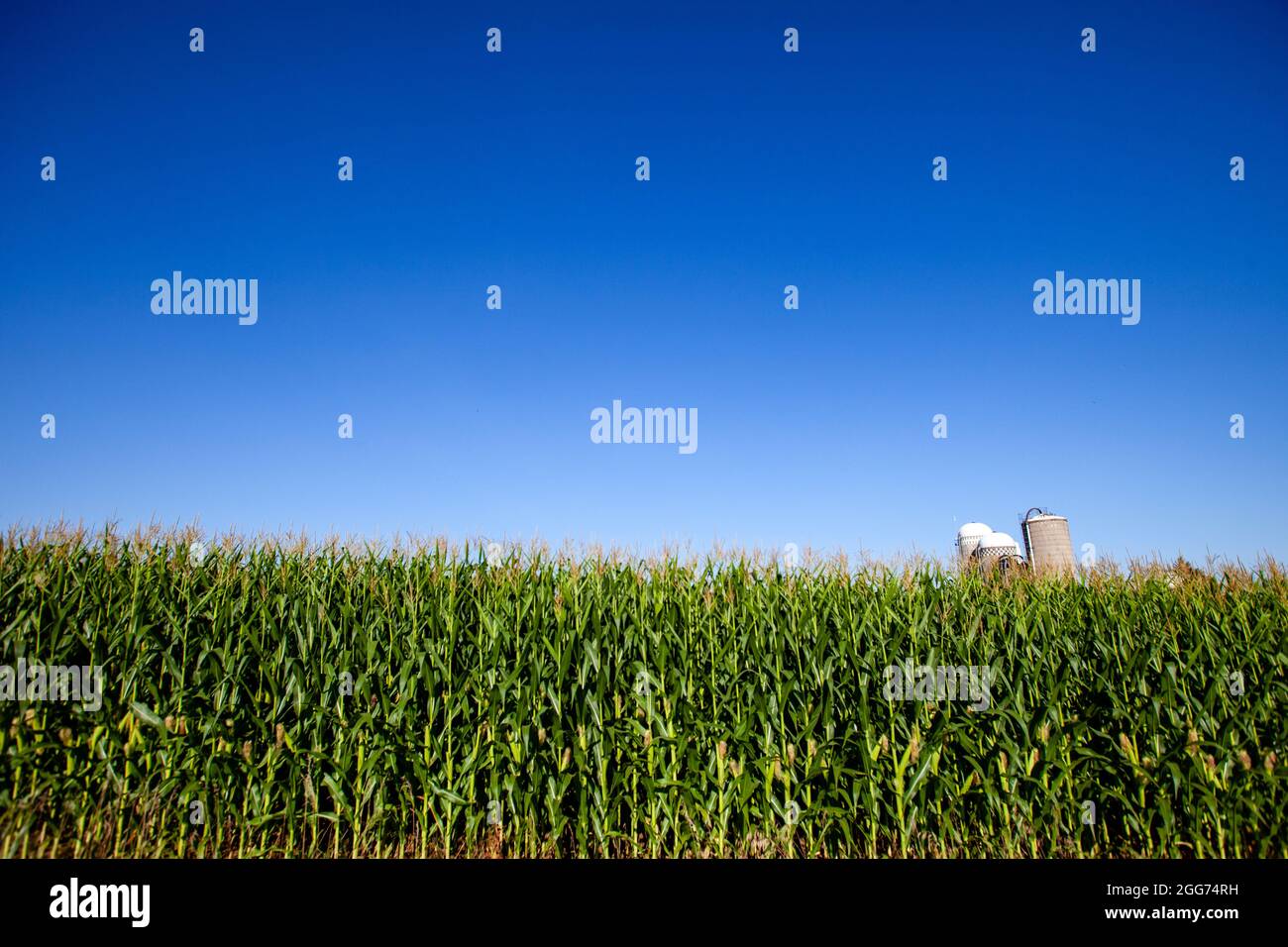 Wisconsin corn field august hi-res stock photography and images - Alamy