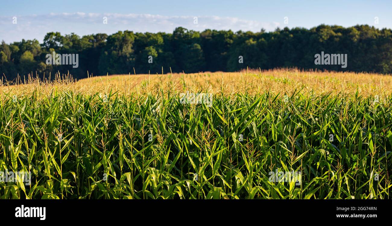 Wisconsin cornfield next to a forest in August, panoramic Stock Photo ...