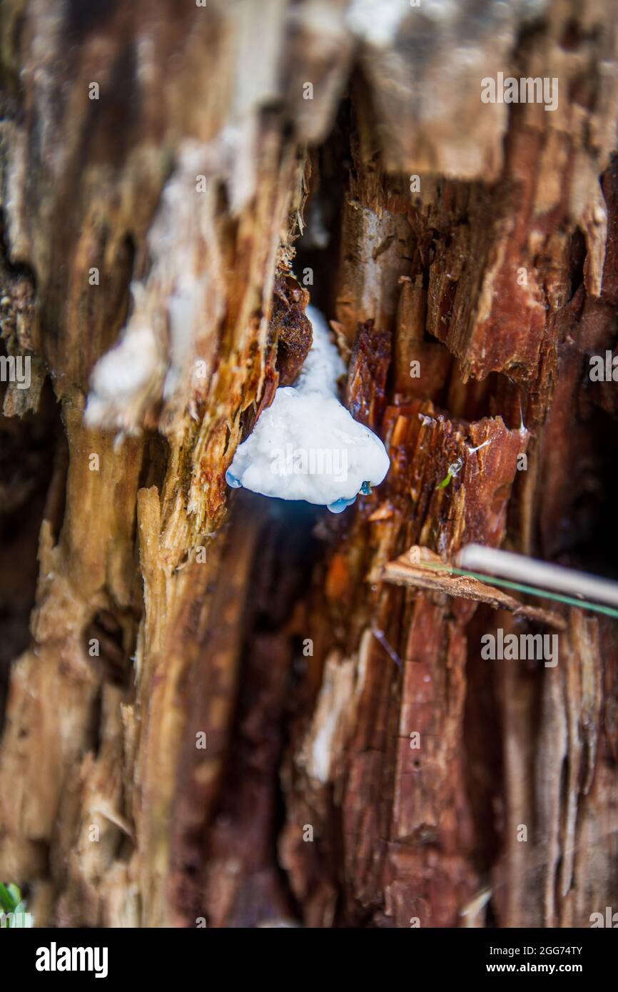 Covered in slime hi-res stock photography and images - Alamy