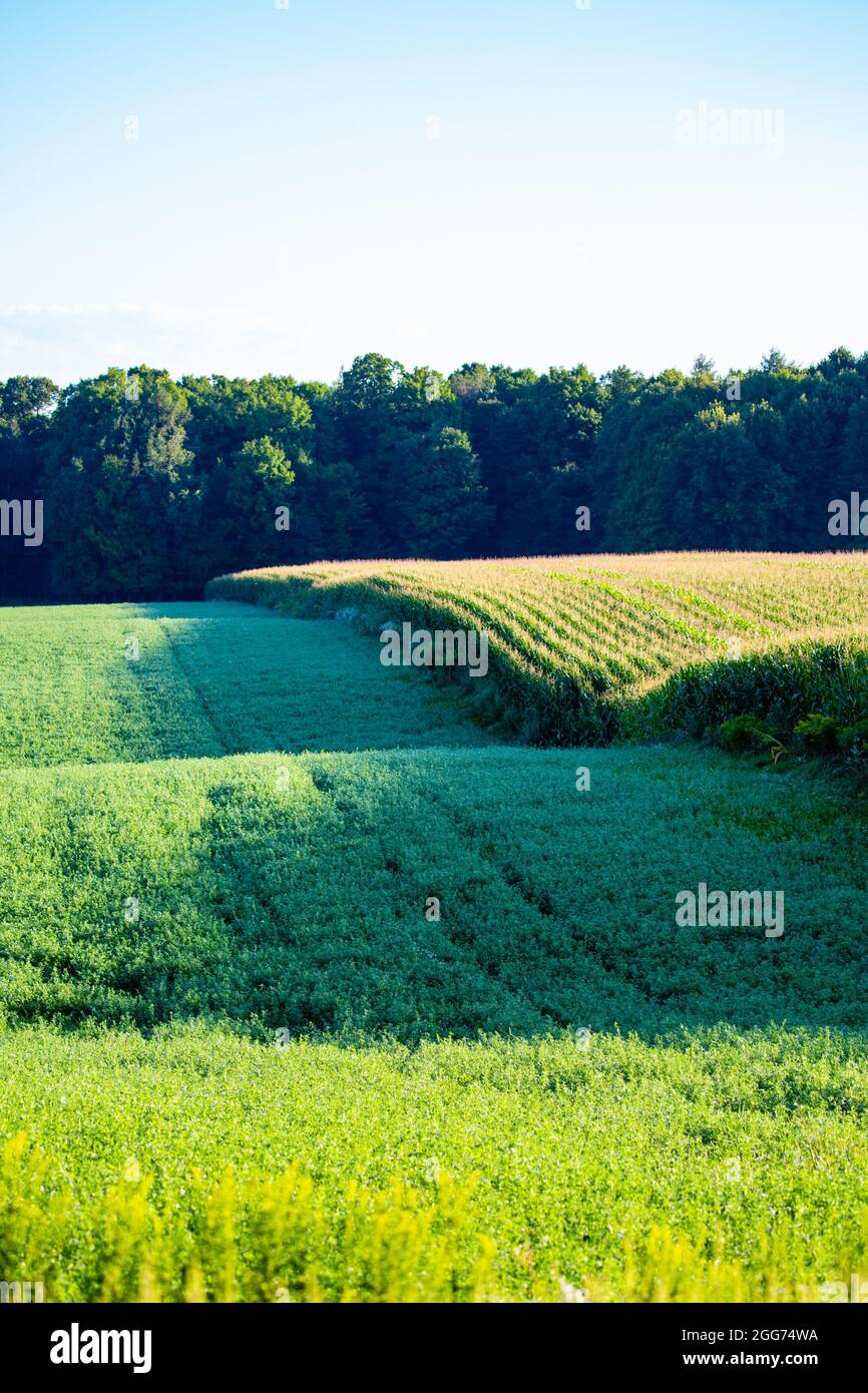 Farm strip cropping in Wisconsin with corn and hay, vertical Stock ...