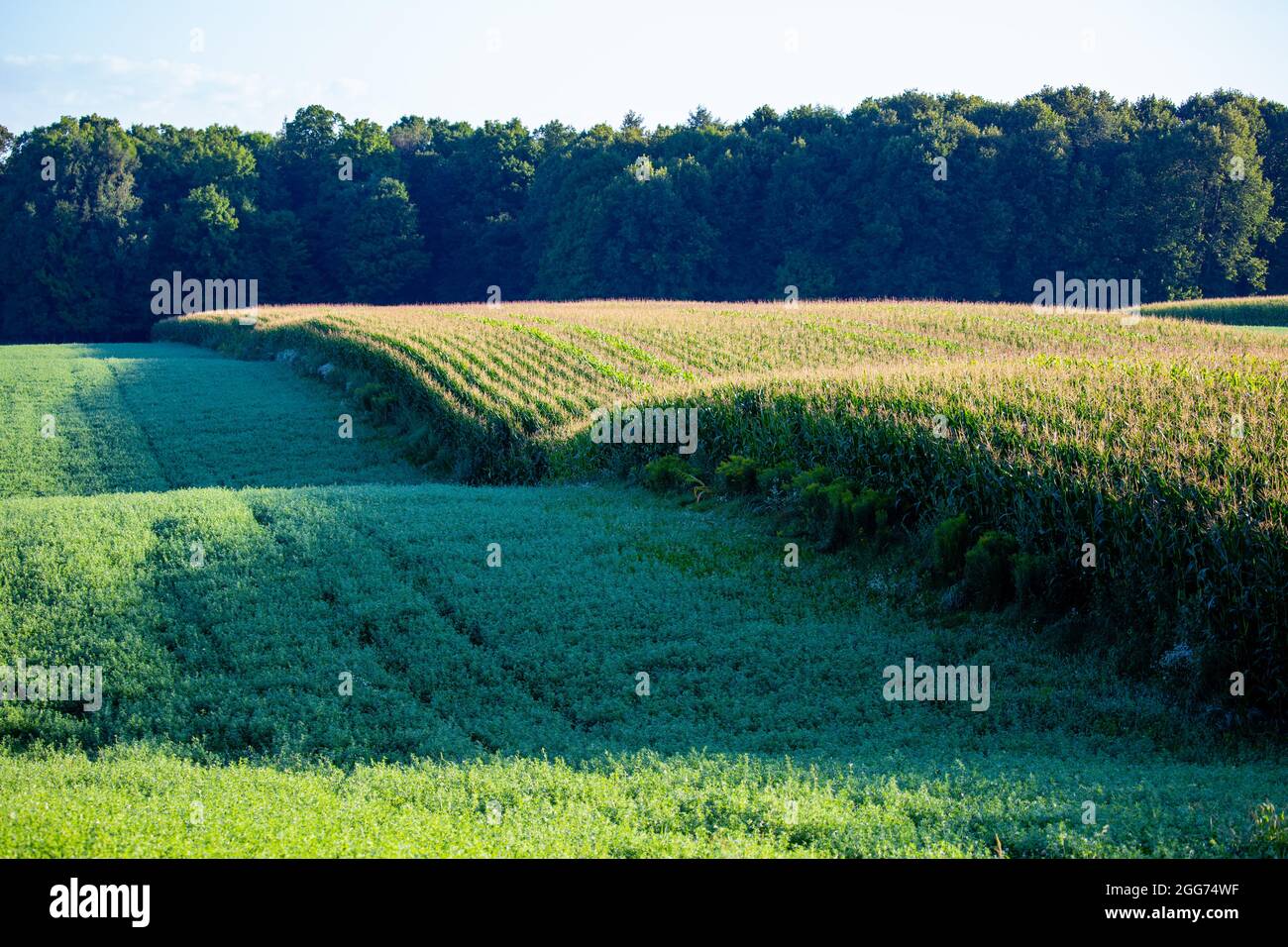 Farm strip cropping in Wisconsin with corn and hay, horizontal Stock ...