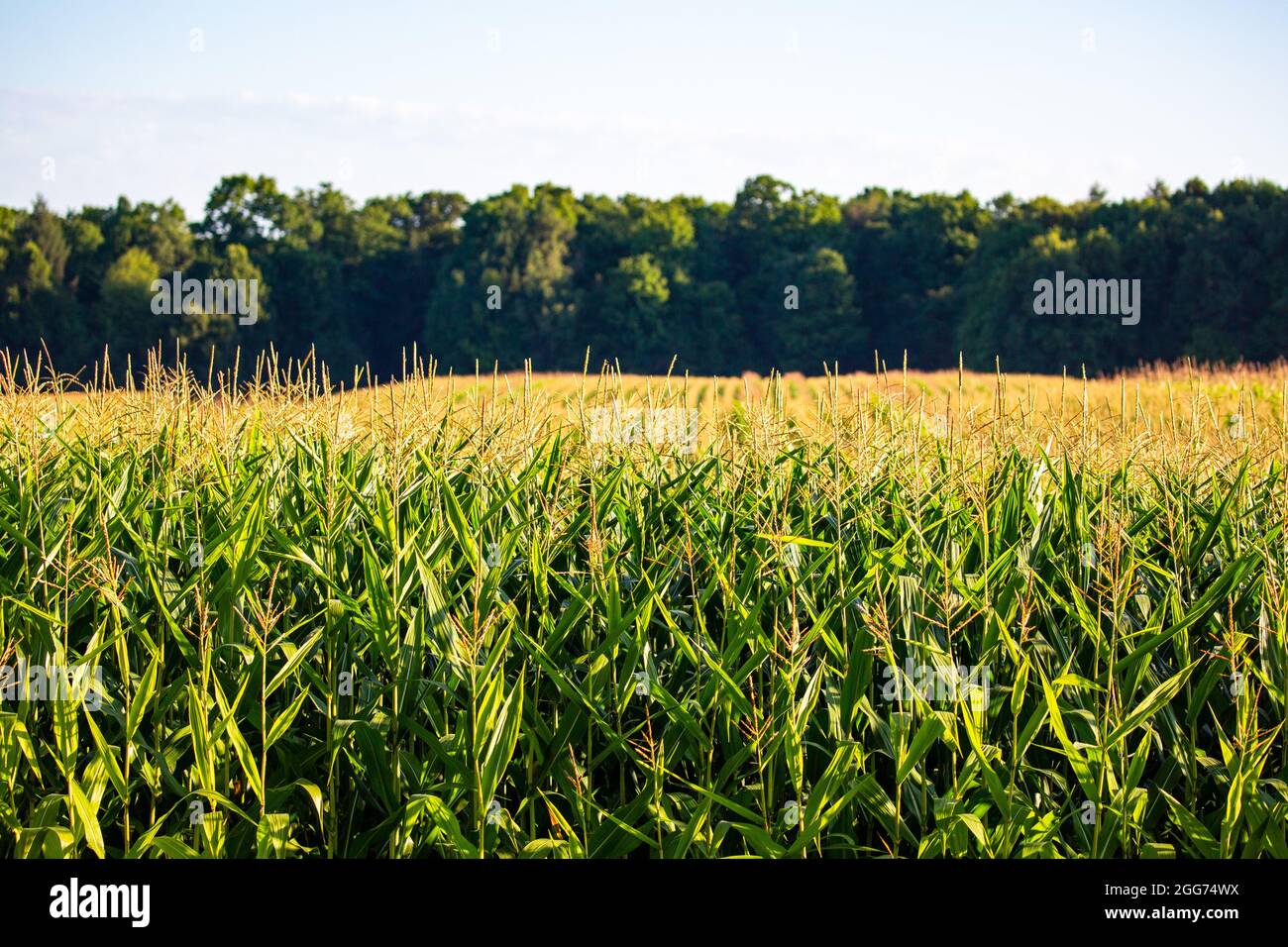 Wisconsin cornfield next to a forest in August, horizontal Stock Photo ...