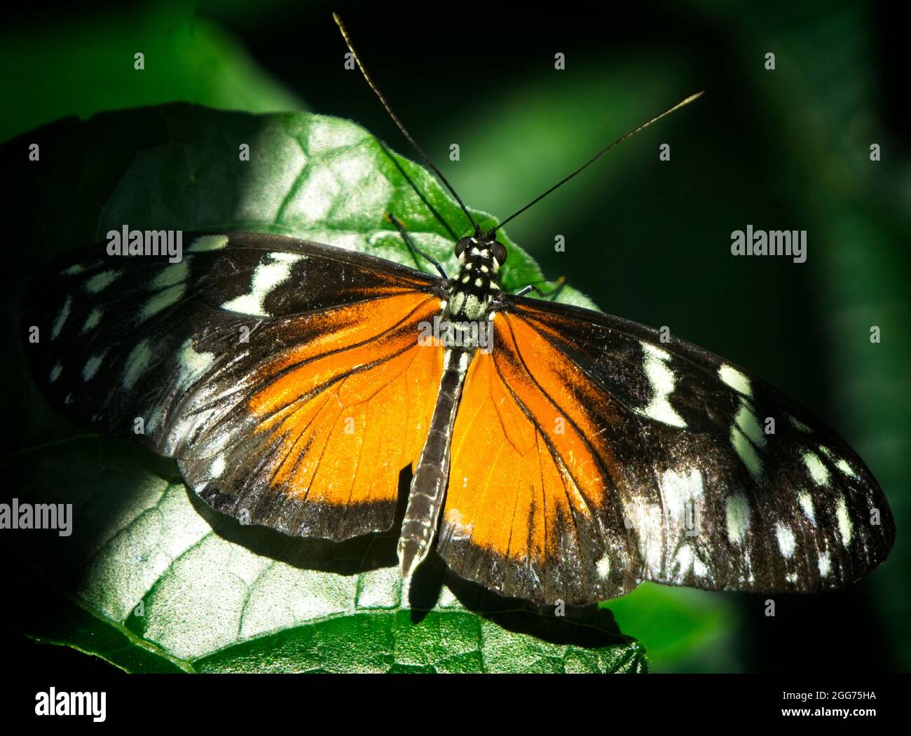 monarch butterfly Calgary Zoo Alberta Stock Photo - Alamy