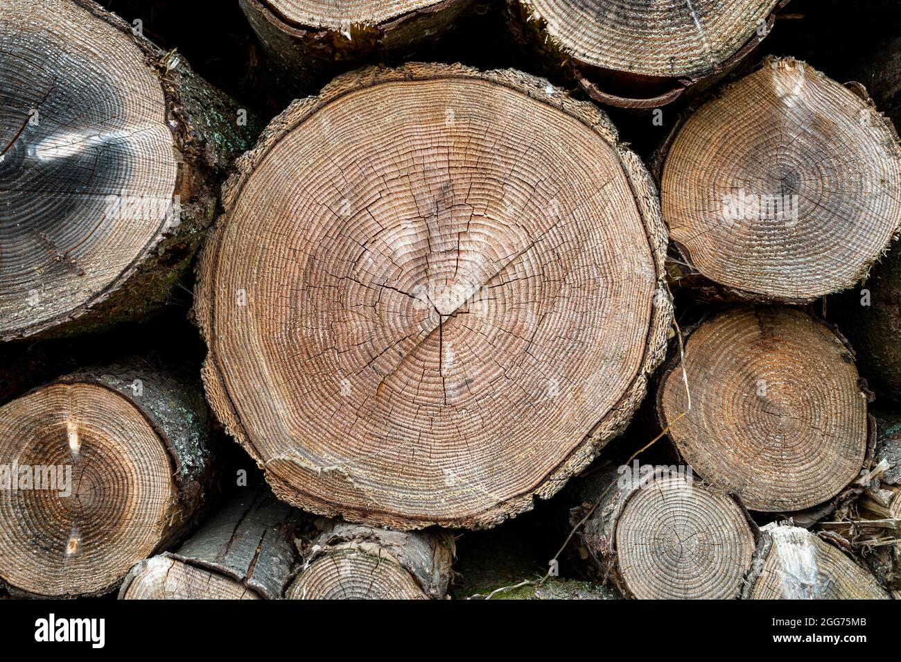Stack of Logs showing cross section, texture and grain Stock Photo - Alamy