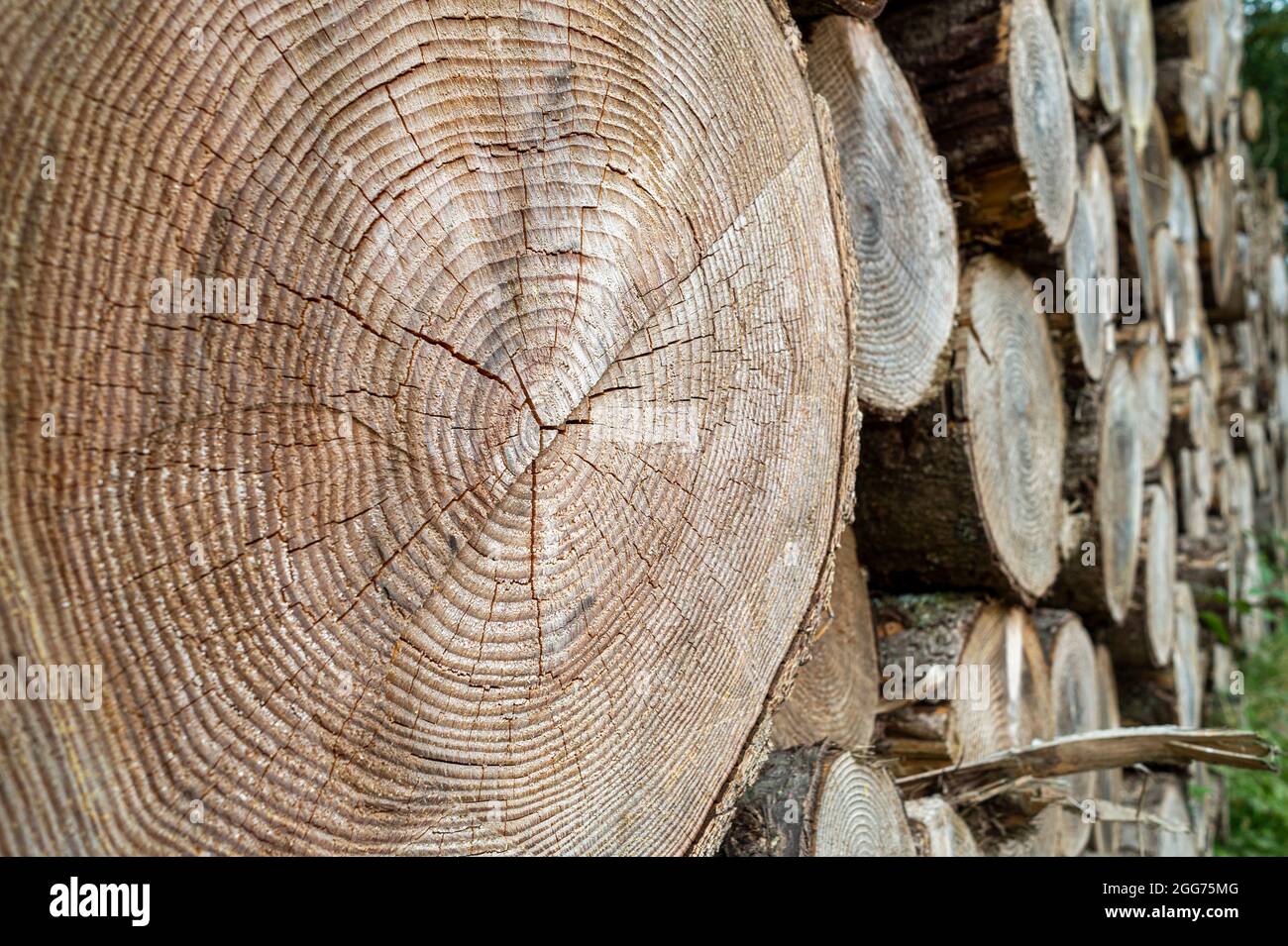 Stack of Logs showing cross section, texture and grain Stock Photo - Alamy