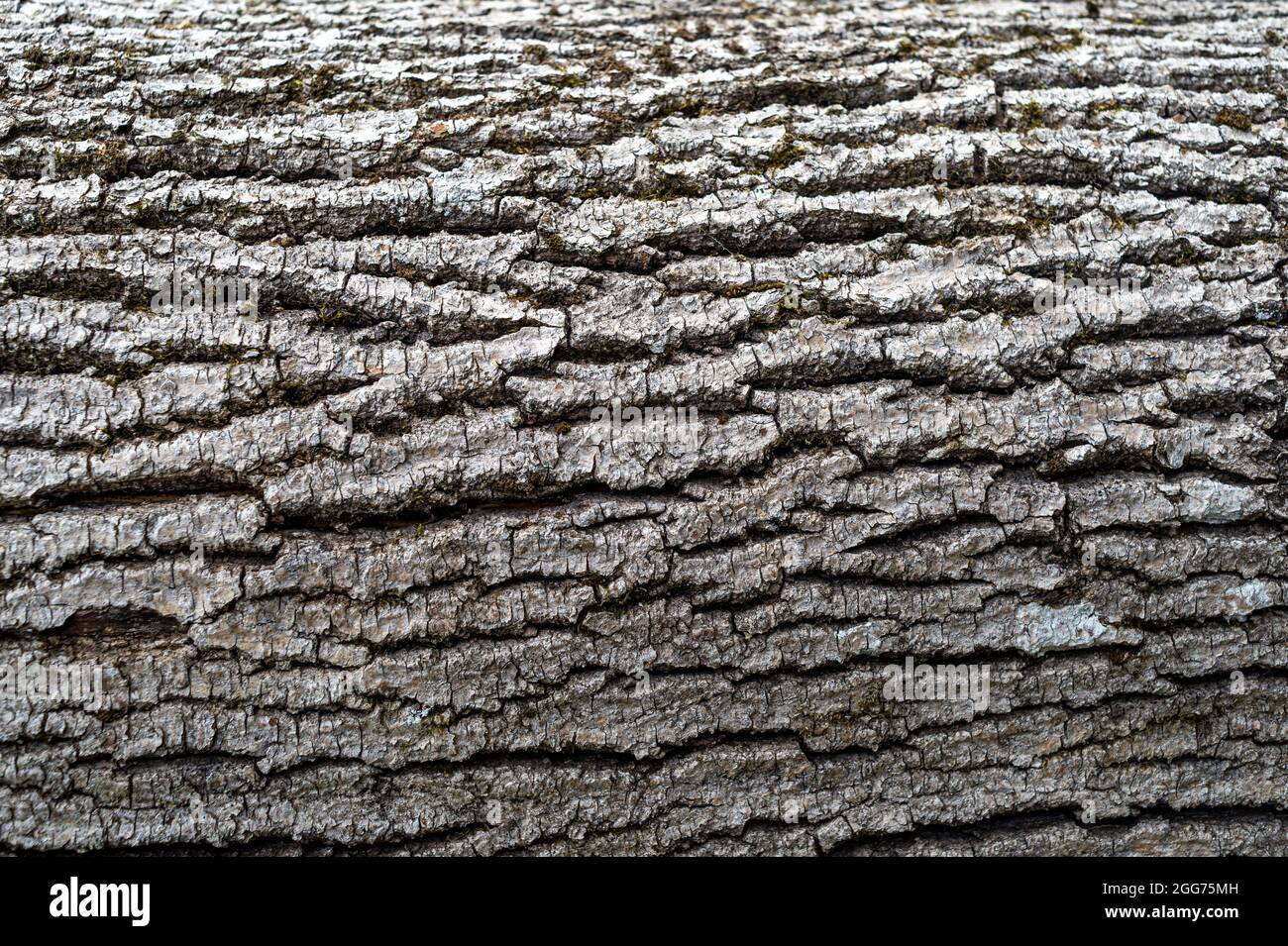 Tree bark, close up texture Stock Photo - Alamy
