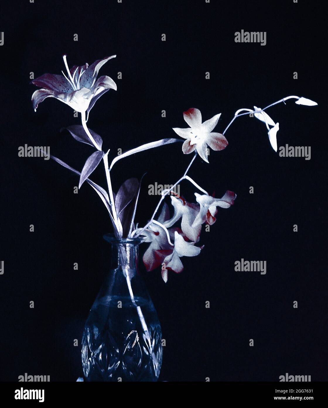 Delicate lily in crystal hi-res stock photography and images - Alamy