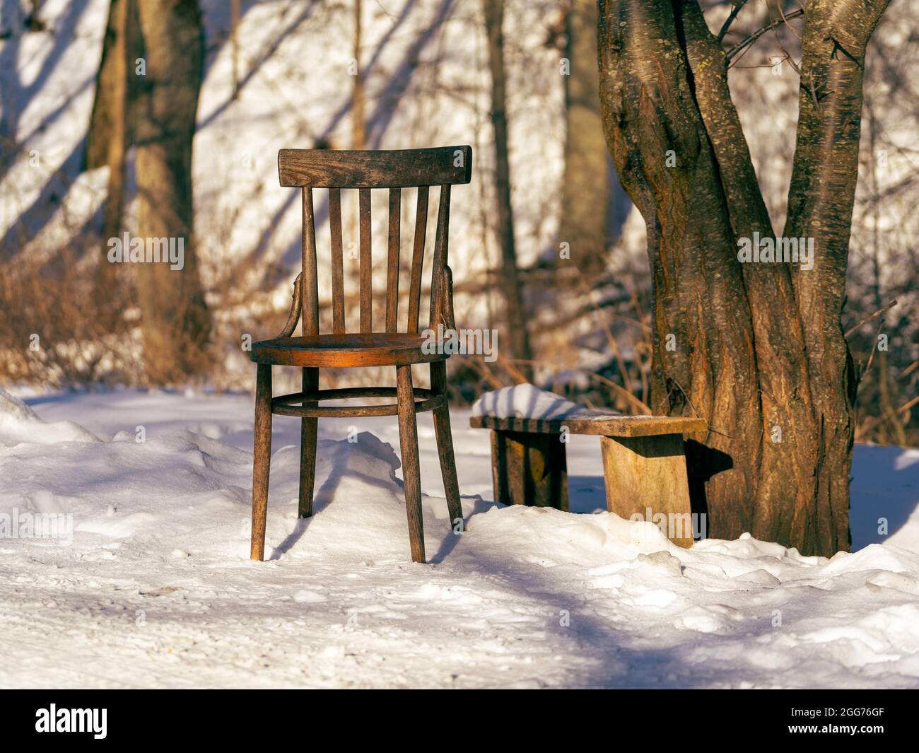 A wooden chair and a sun-drenched bench under a cherry tree stand on an ...