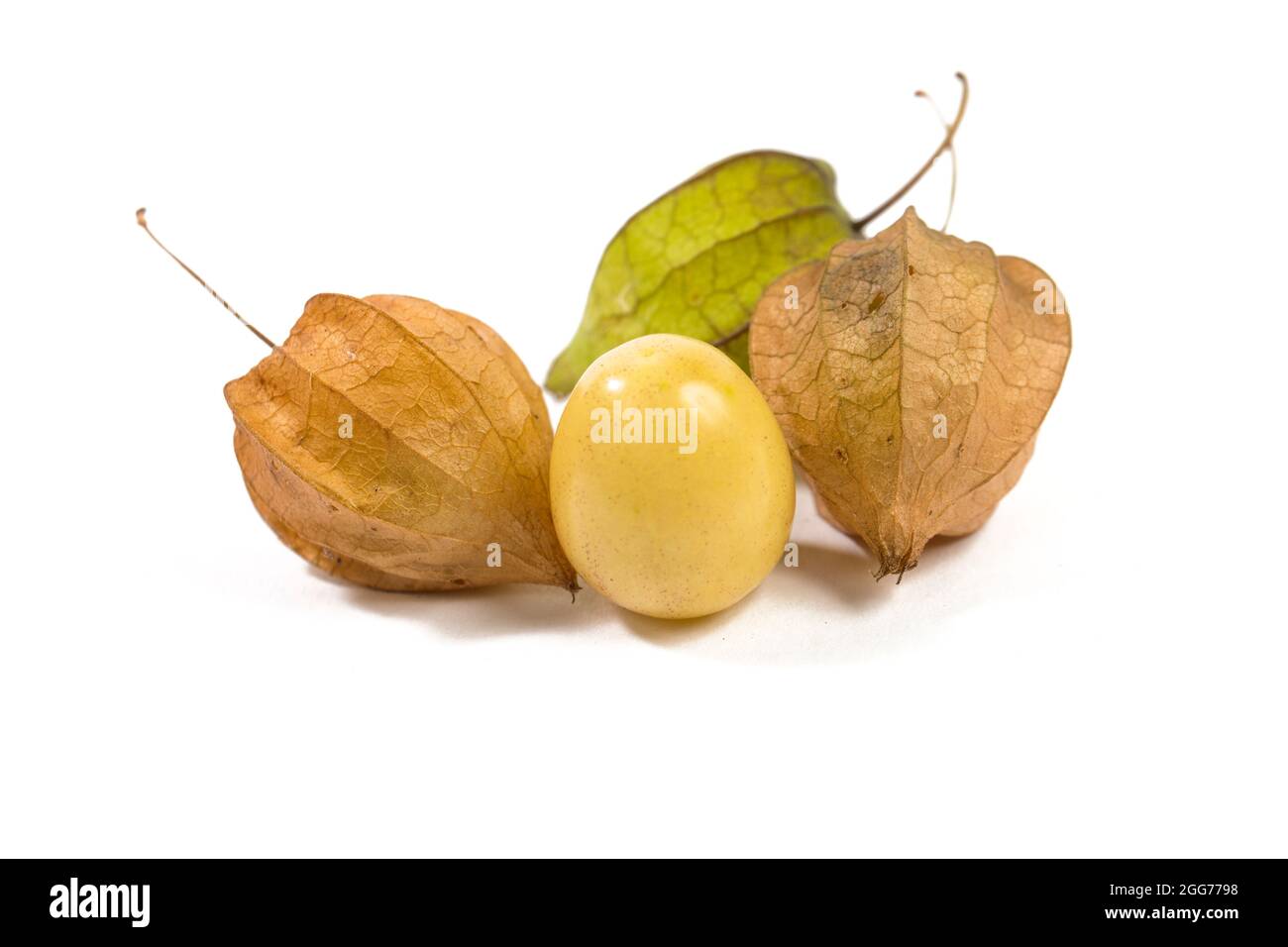 Flowers and fruits of Fisalis Physalis peruviana Stock Photo - Alamy