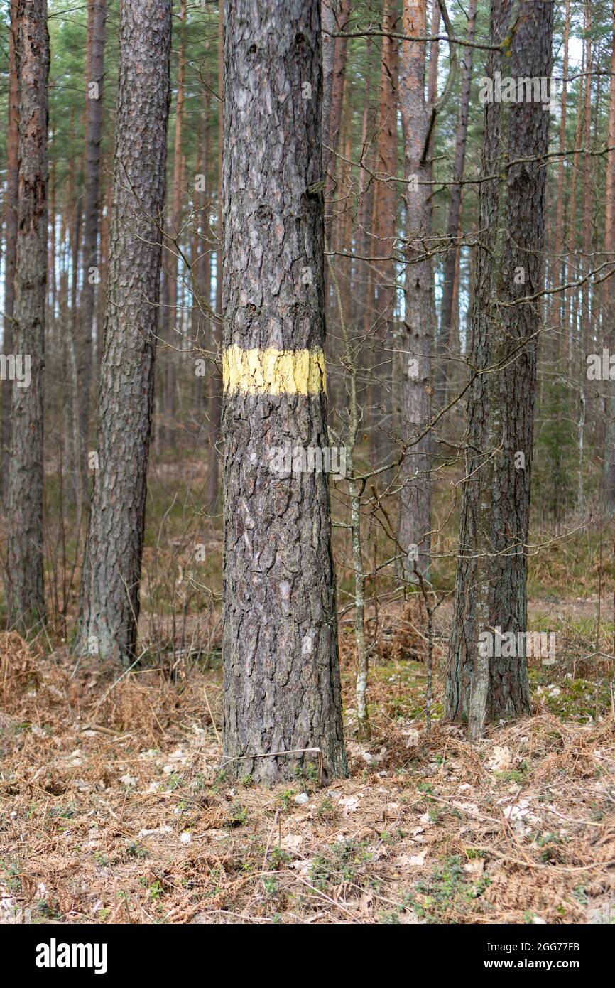 in the center is a pine tree with a yellow stripe on the trunk among ...