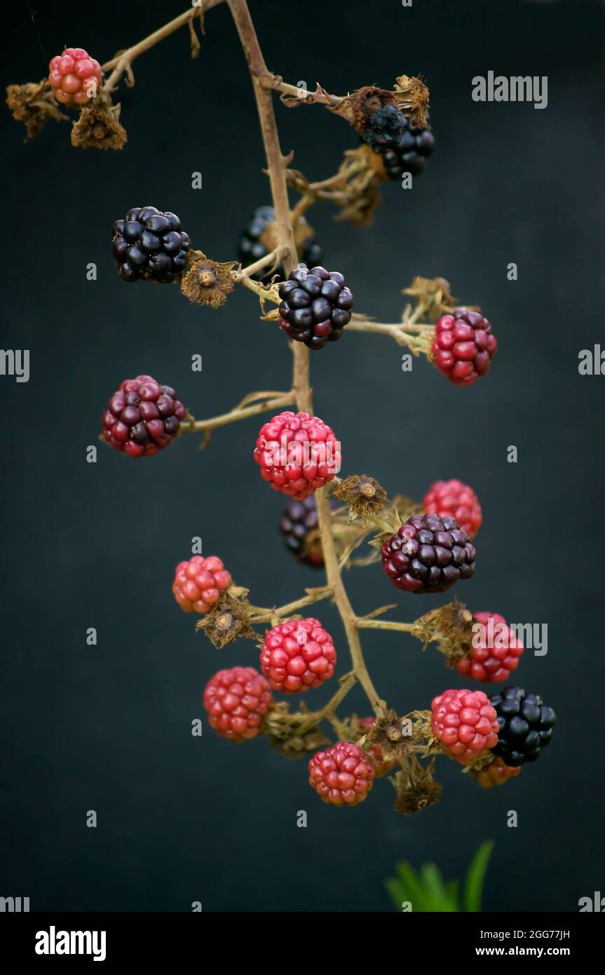 Red and black wild blackberries on dark background Stock Photo - Alamy
