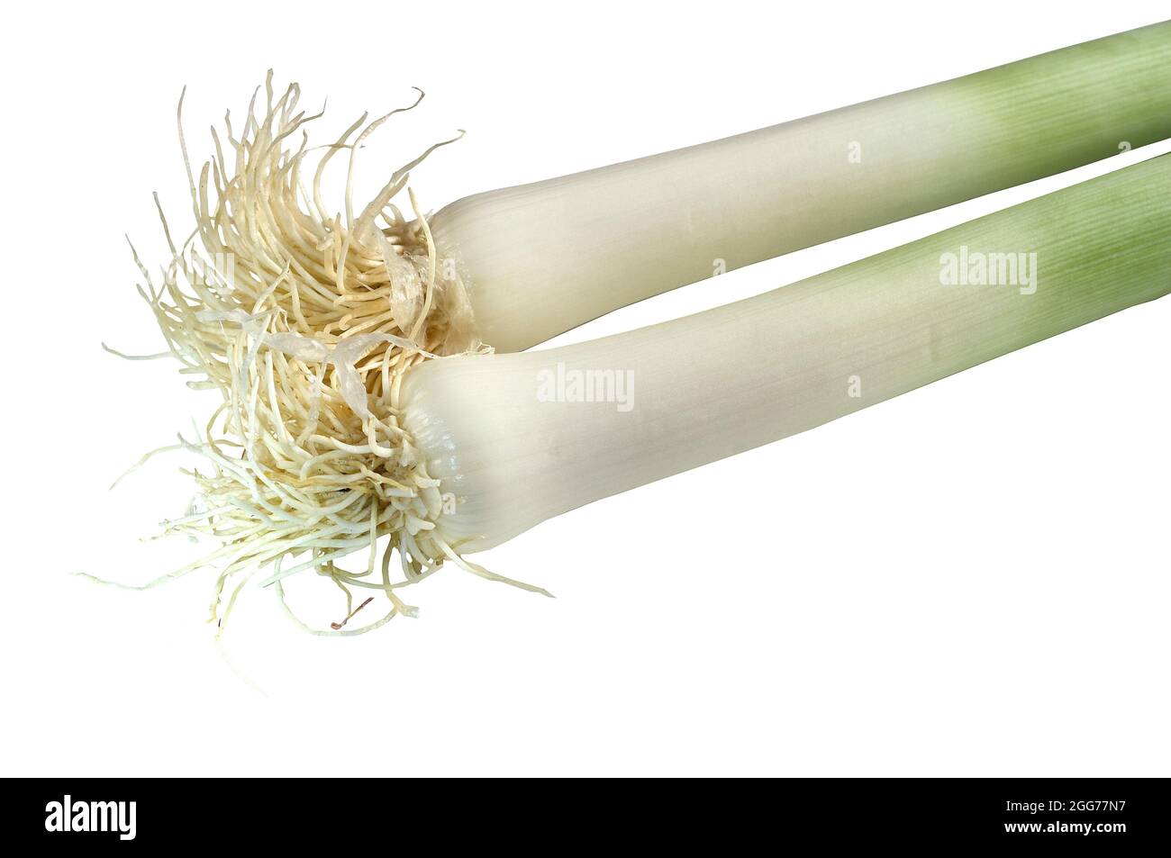 Organic leeks from the Valencian garden in Spain Stock Photo - Alamy