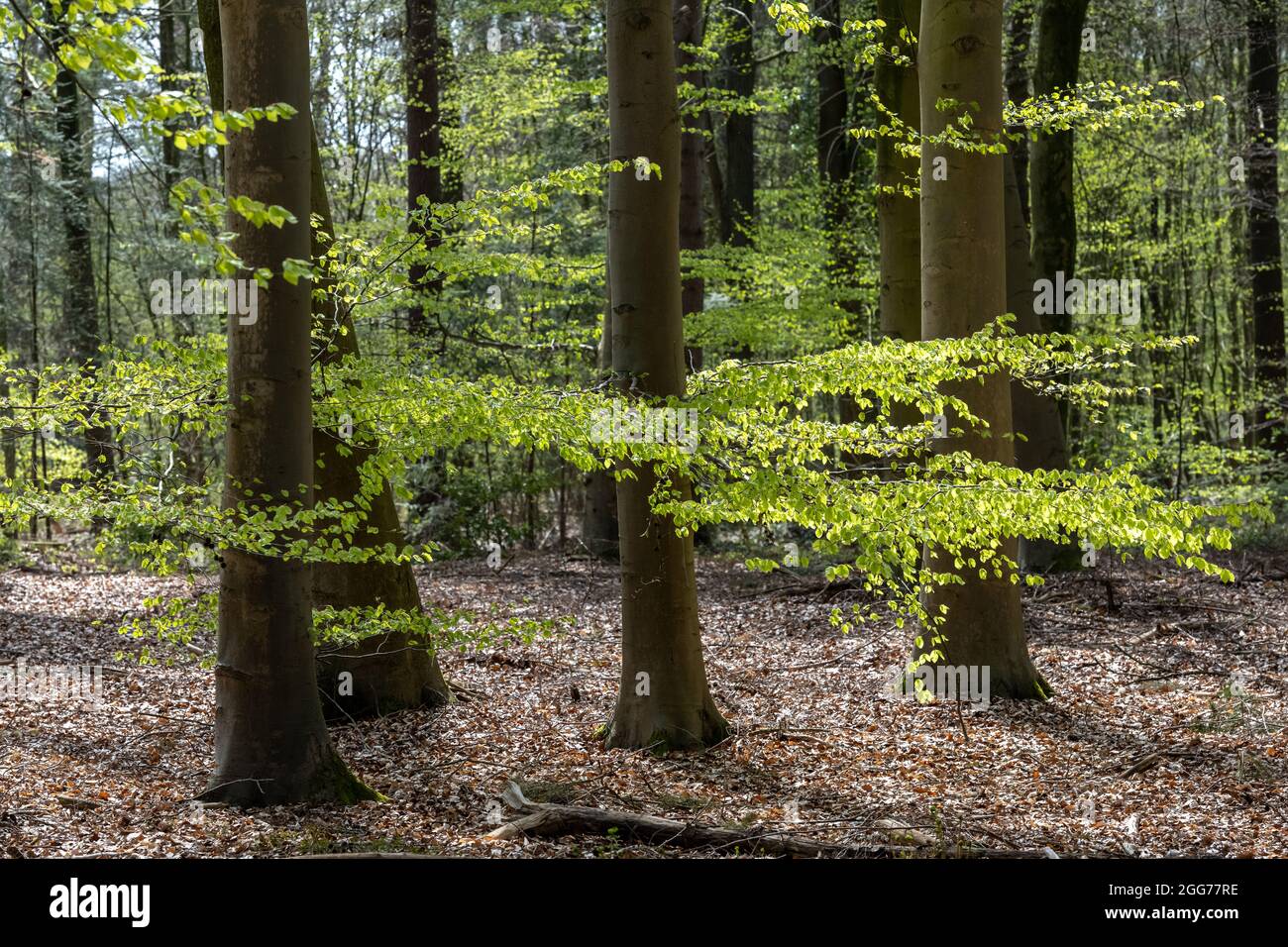 Young Beech Leaves High Resolution Stock Photography and Images - Alamy